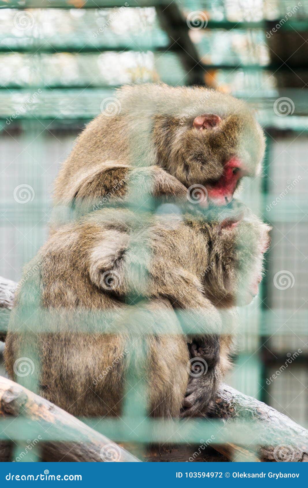 One Monkey Caring for Other Stock Photo - Image of face, caged: 103594972
