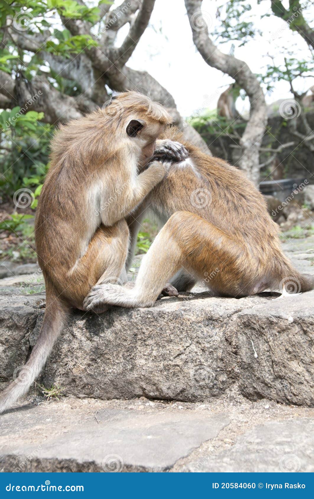 One Monkey Cleaning Another Stock Photo - Image of asian, horizontal ...