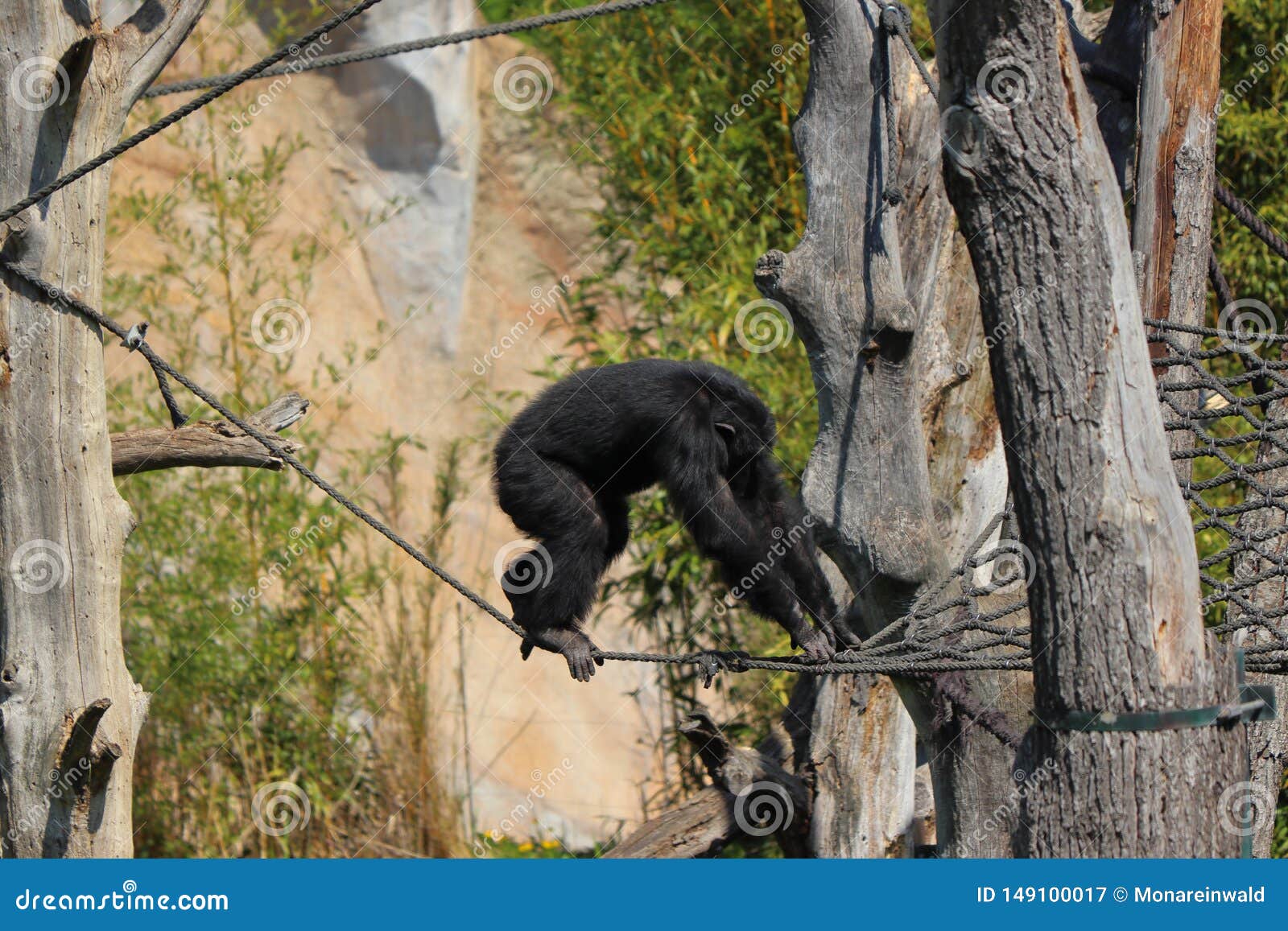 One Monkey Climbing on Branches Outside in Zoo in Germany. Editorial ...