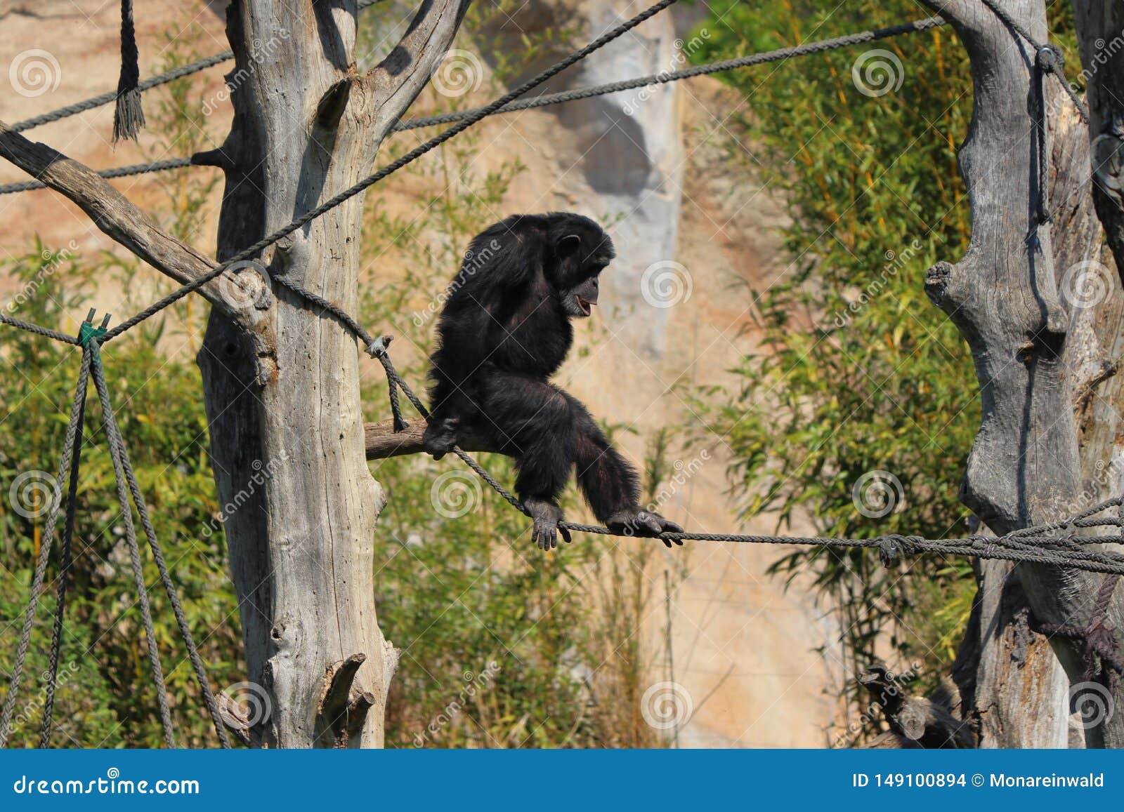 Monkey Climbing On Street Light In Puerto Misahualli Ecuador Editorial ...