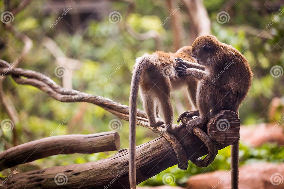 Monkey Cleaning Another Monkey Stock Photo - Image of forest, medium ...