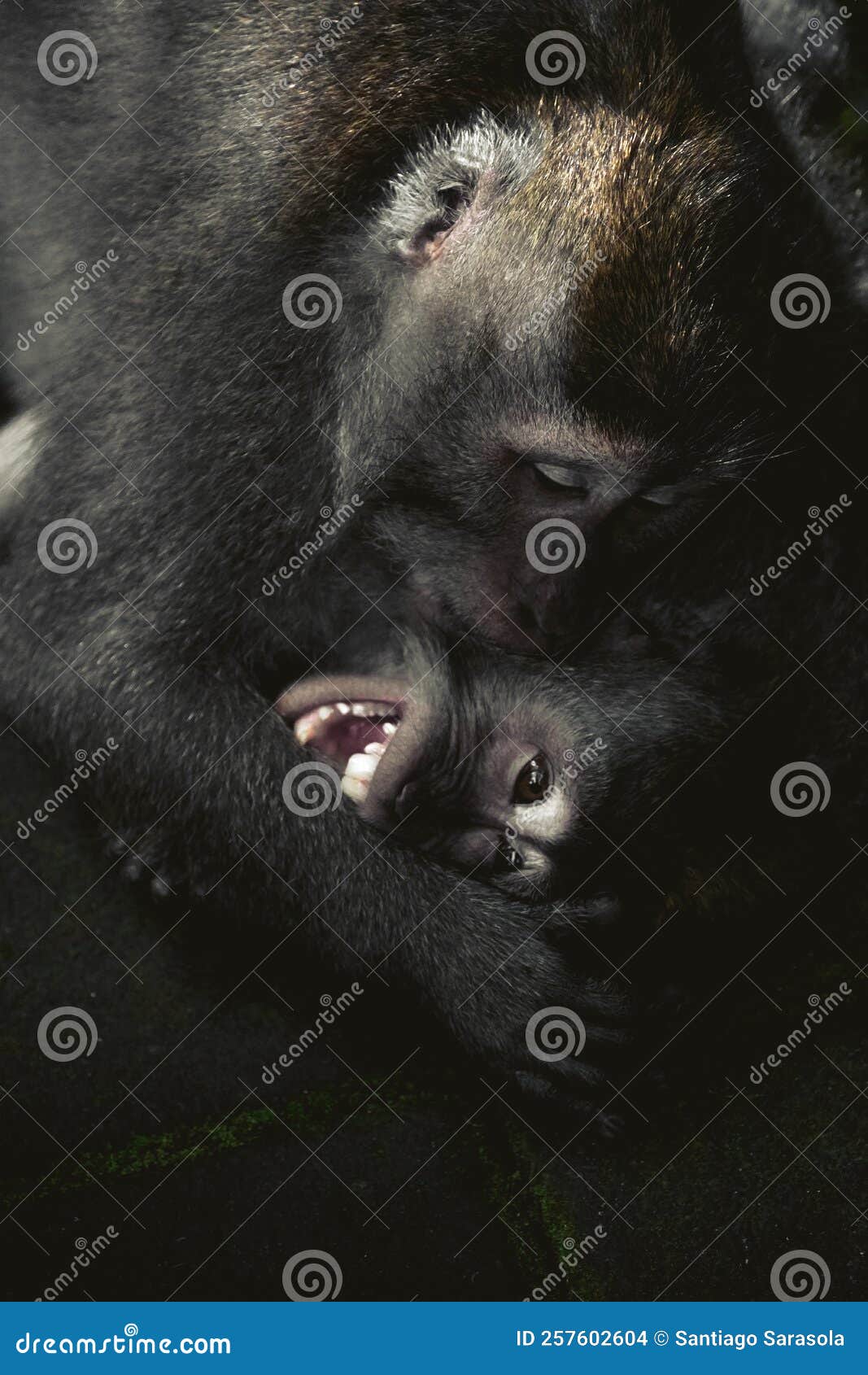 Monkey Kiss stock photo. Image of monochrome, mammal - 257602604