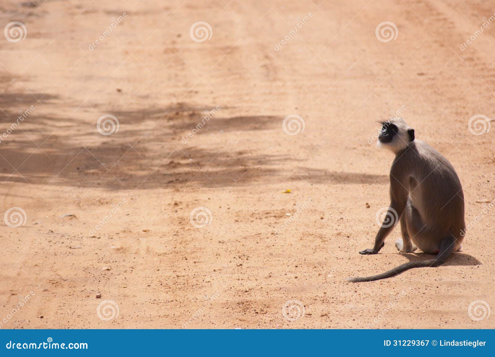 One monkey stock image. Image of brown, dirt, wild, outdoor - 31229367