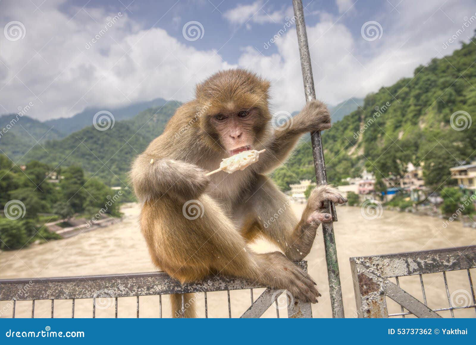 One Monkey Sits on the Bridge and Eats Ice-cream Stock Photo - Image of ...