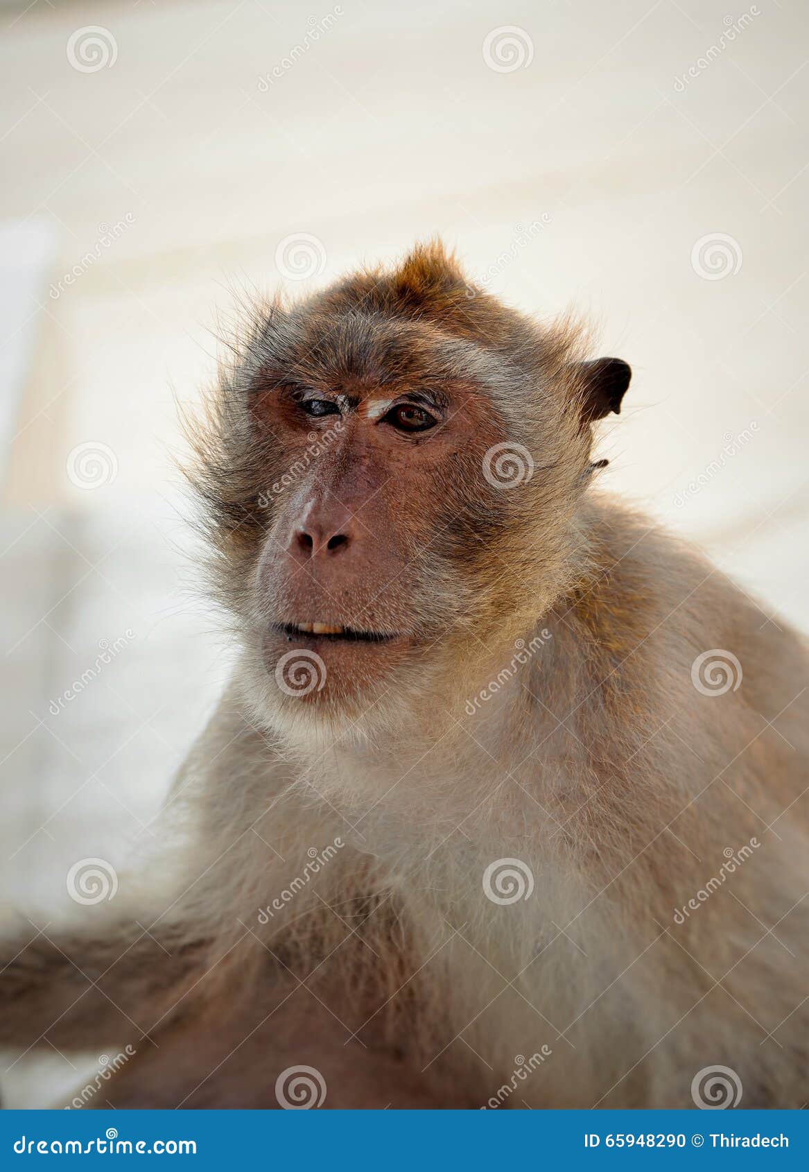 One, Monkey stock photo. Image of beauty, animal, outdoor - 65948290