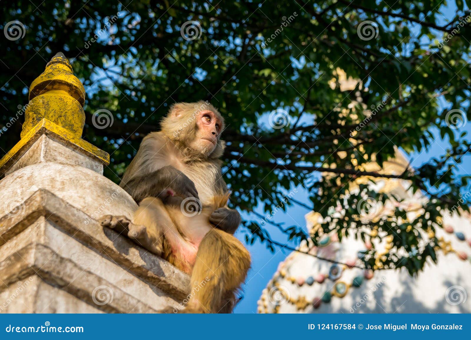 One Monkey Sitting Below a Tree beside a Tibetan Stupa in Monkey Temple ...