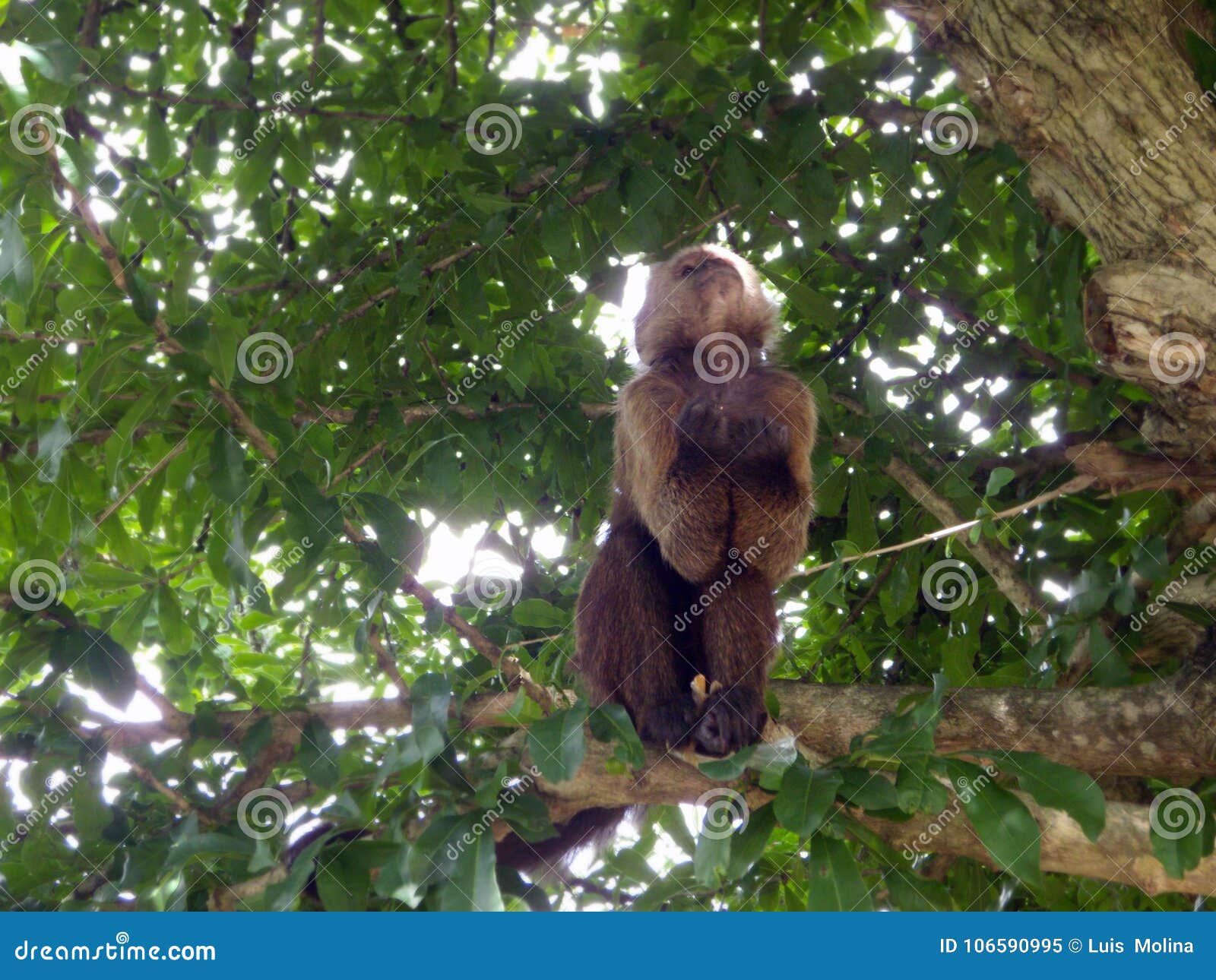 One Monkey on a tree stock image. Image of branch, venezuela - 106590995