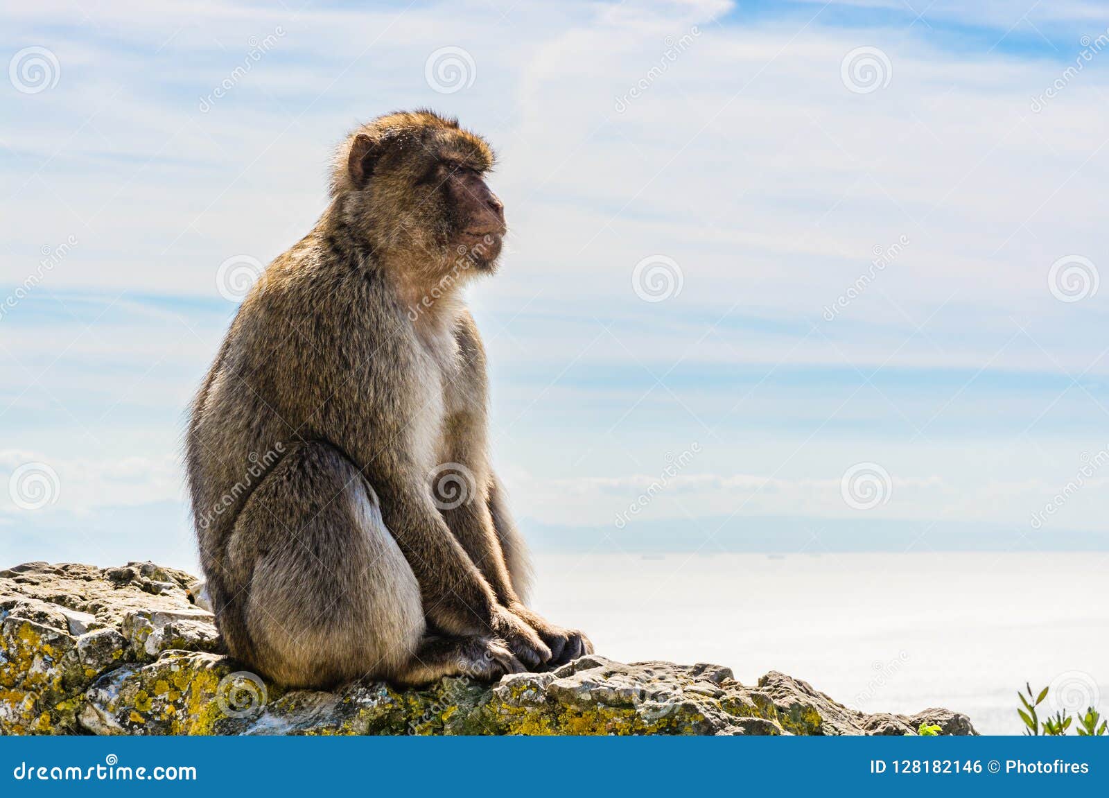 Barbary monkey stock photo. Image of iberian, face, outdoors - 128182146