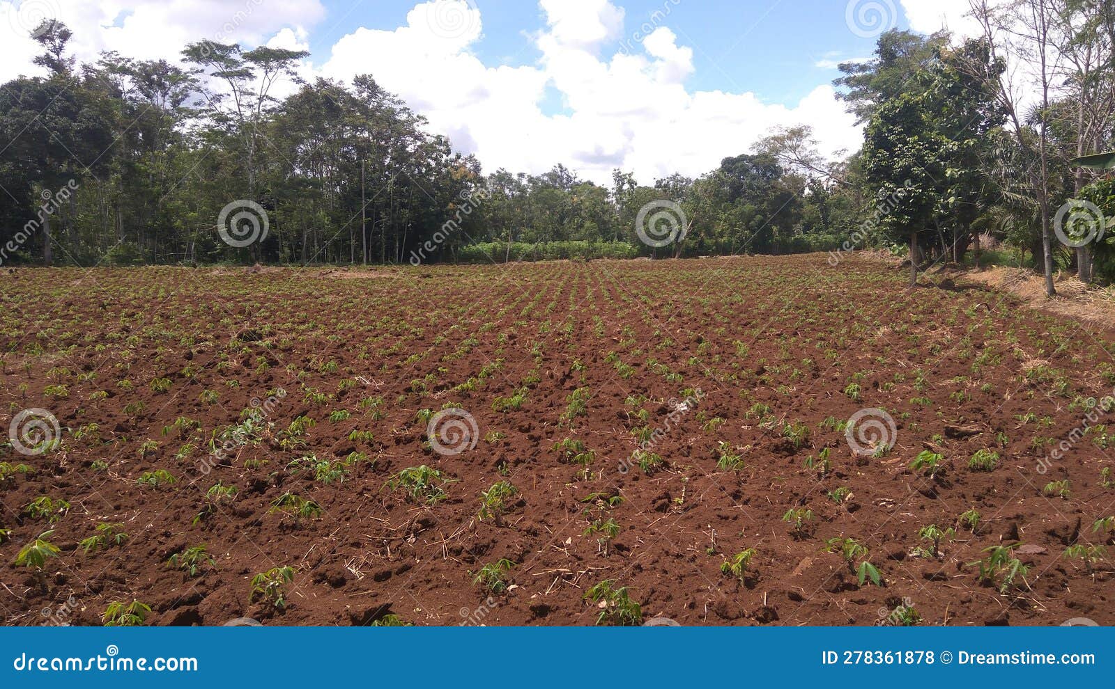 Cassava Plant Growth At Farm, Agriculture Royalty-Free Stock Photo ...