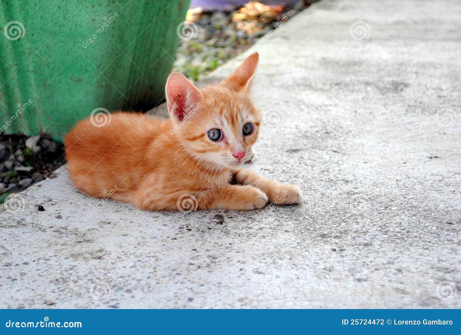 One Month Old Orange Kitten Stock Photo - Image of sweet, soft: 25724472