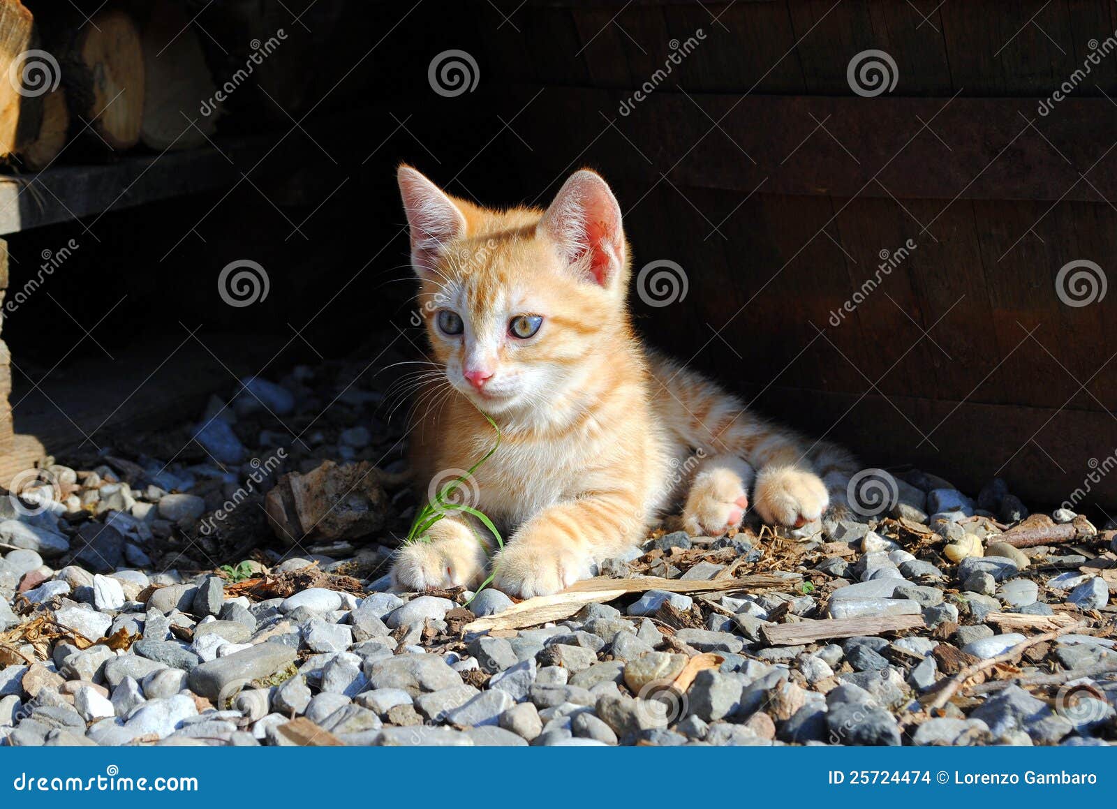 One Month Old Orange Kitten Stock Photo - Image of feline, animal: 25724474
