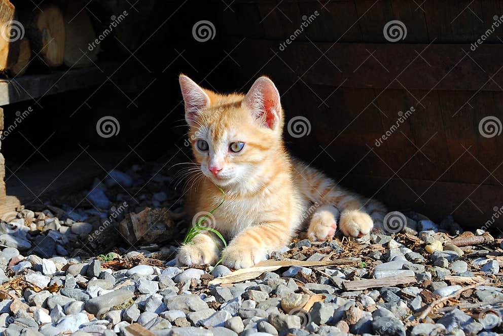 One Month Old Orange Kitten Stock Photo - Image of feline, animal: 25724474
