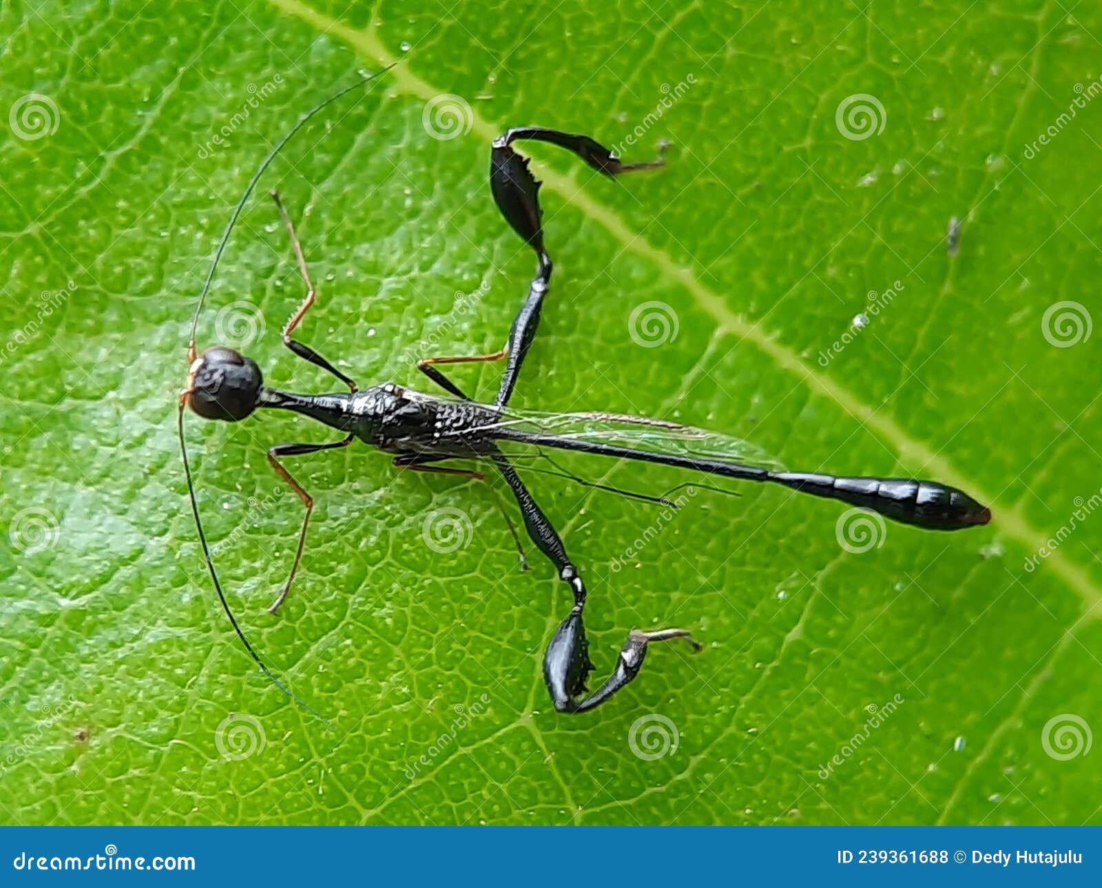 This is One of the Most Beautiful Wasp. Her Name is Stephanidae. Stock ...