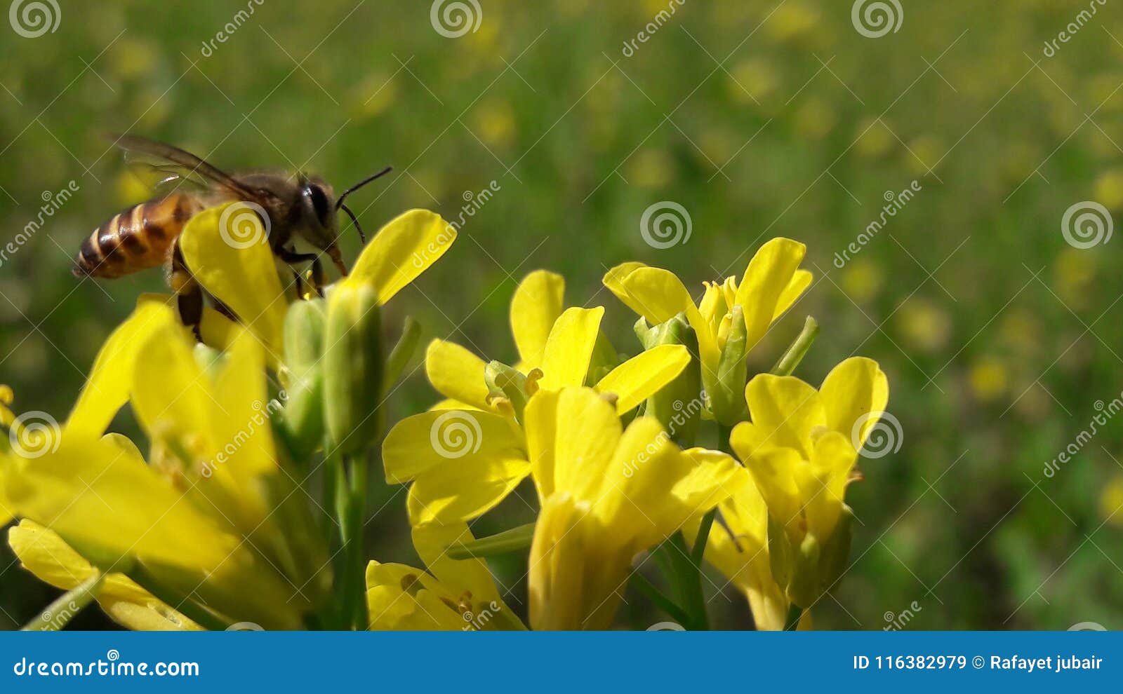 One Moth Playing with Sunflowers Stock Image - Image of sunflowers ...
