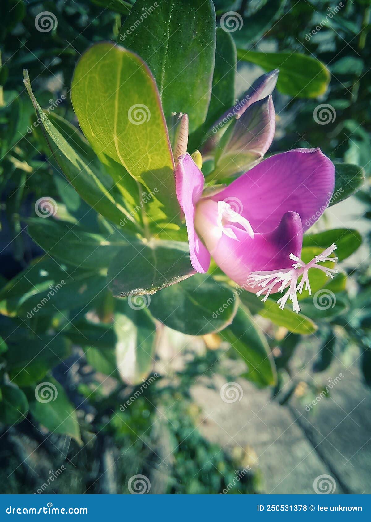 One of Mother Natures Beautiful Flowers. Stock Photo - Image of ...