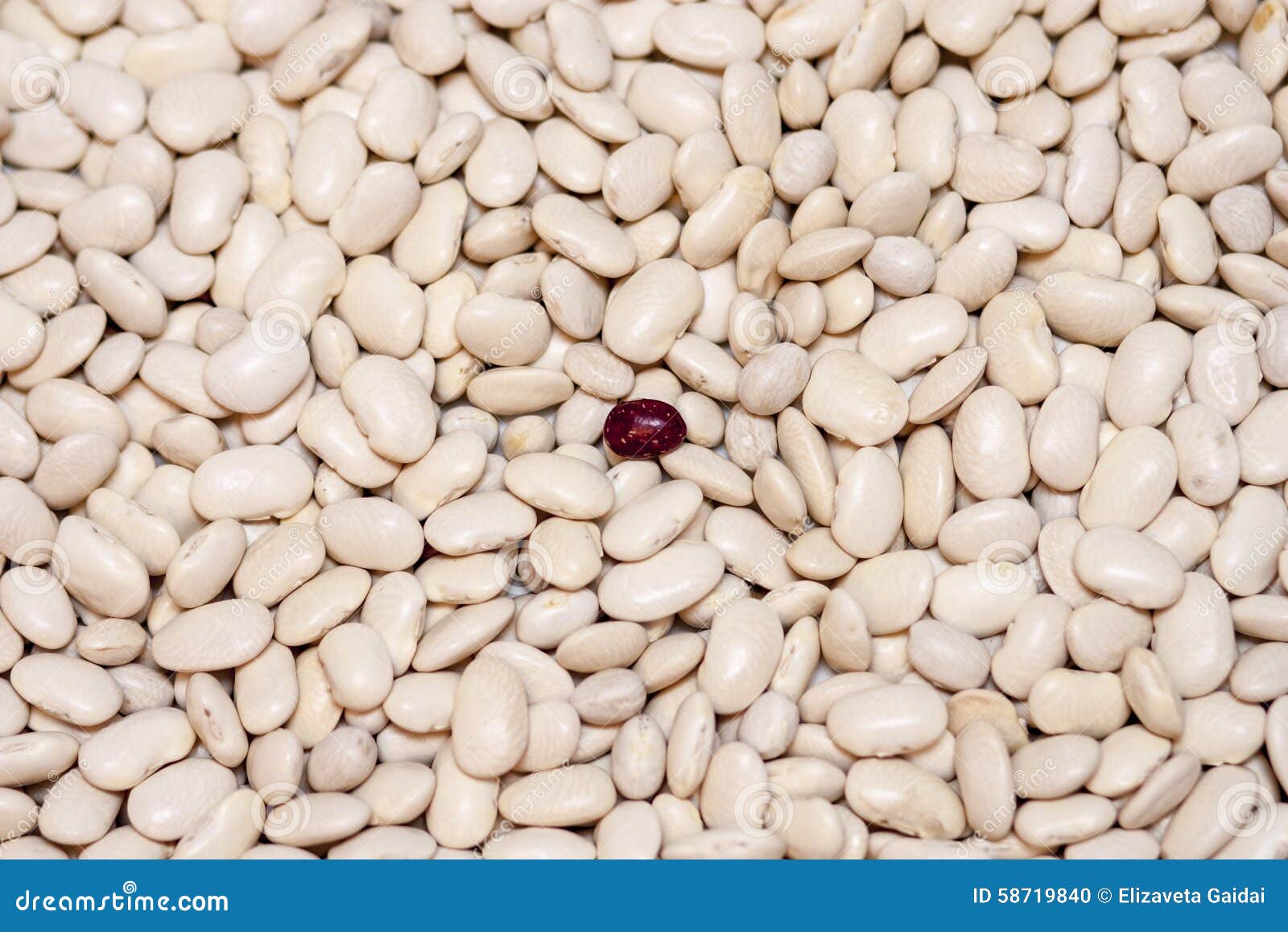 One Mottled Beans and White Beans Stock Photo - Image of america ...