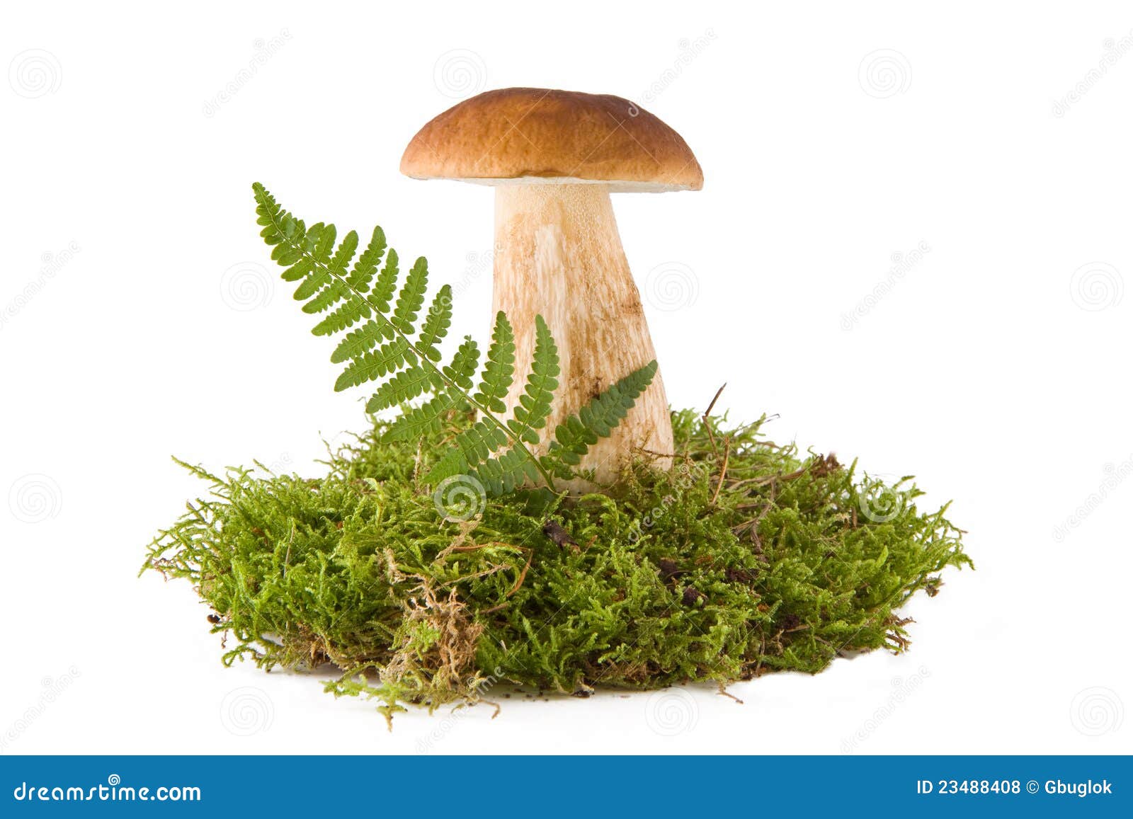One mushroom stock photo. Image of fungus, closeup, fern - 23488408