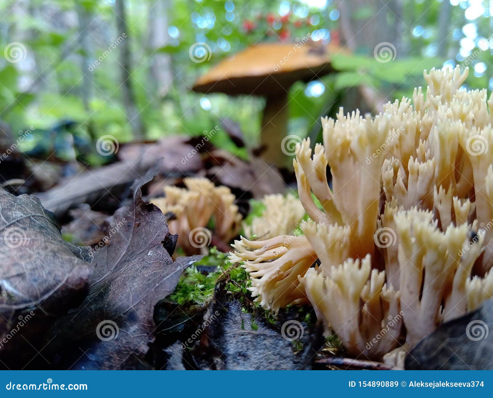 One mushroom in the forest stock image. Image of plant - 154890889