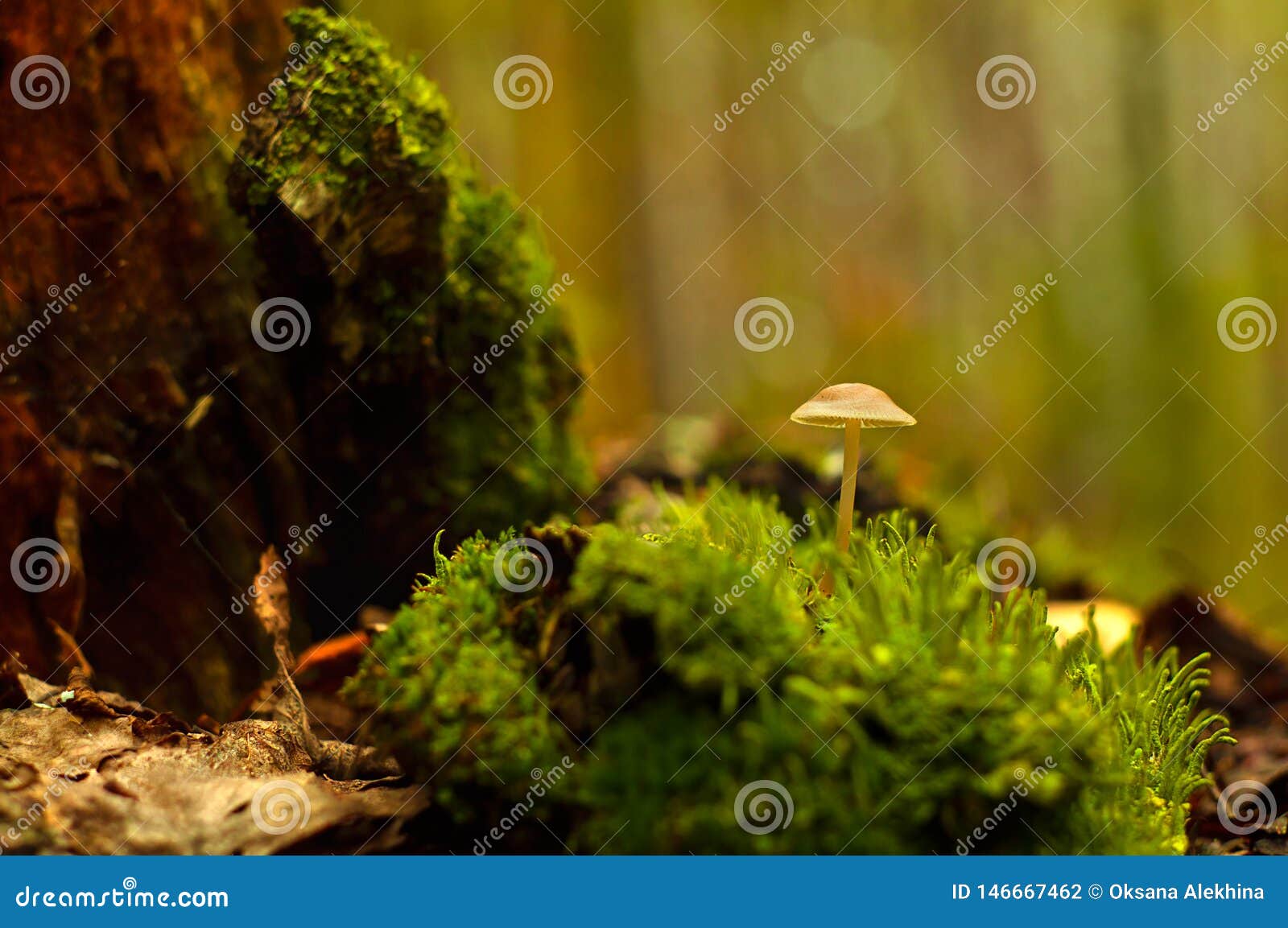 One Mushroom Grows in the Forest. Close-up Stock Photo - Image of ...