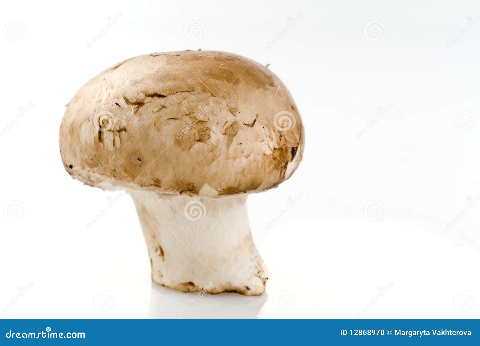 One Mushroom Isolated on White Stock Photo - Image of nature, food ...