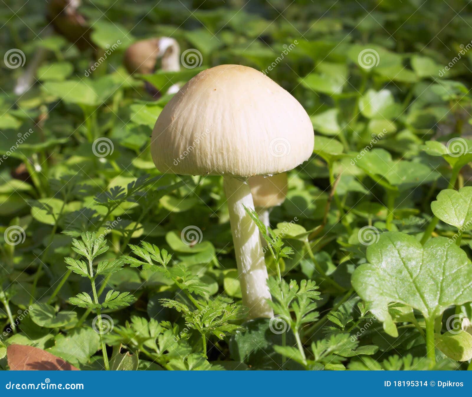 One mushroom in the moss stock photo. Image of october - 18195314