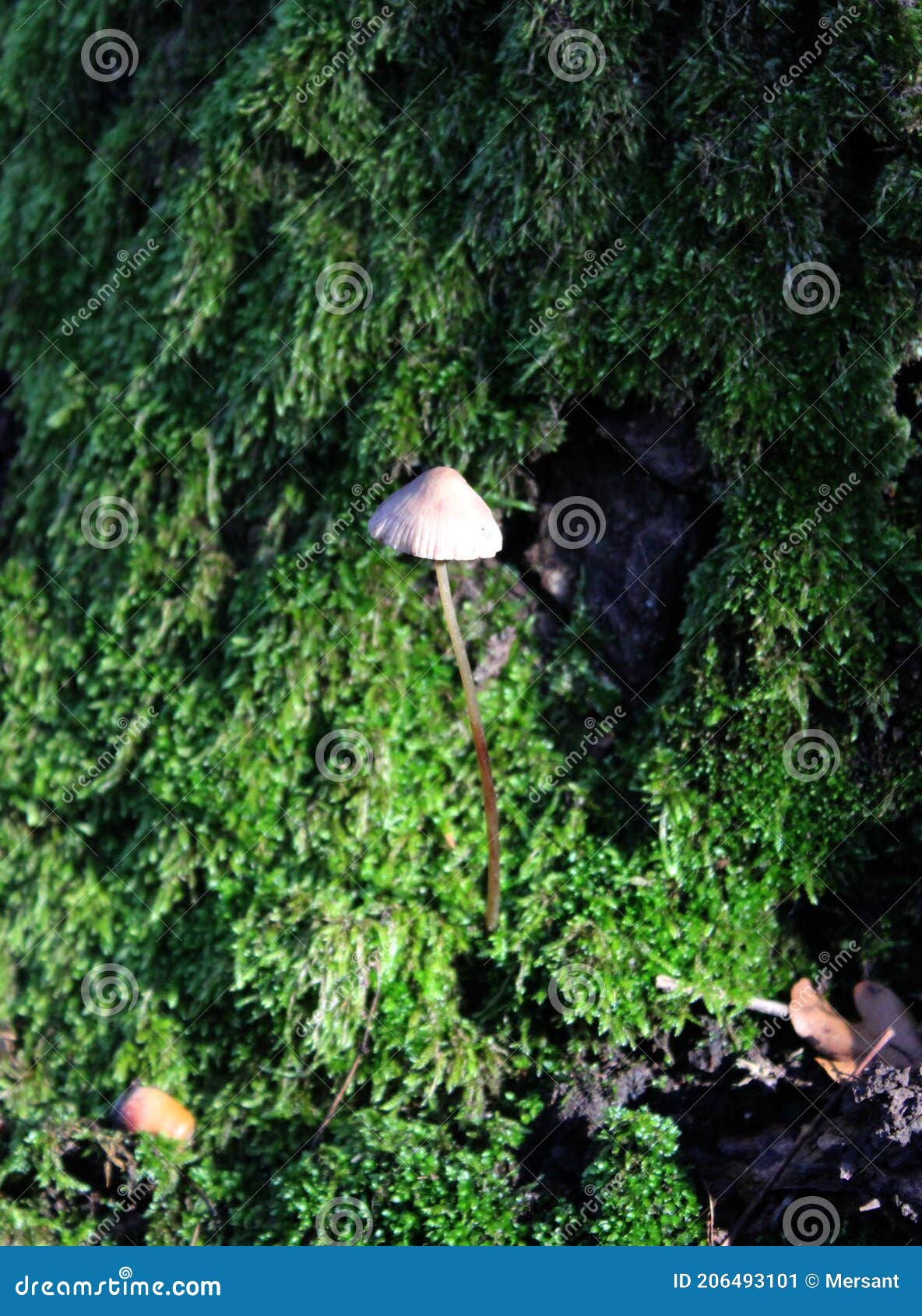 One mushroom on a tree stock image. Image of yellow - 206493101