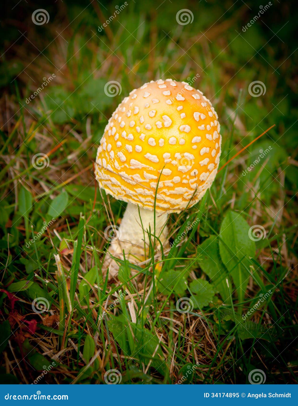 One Mushroom stock image. Image of growth, summer, field - 34174895