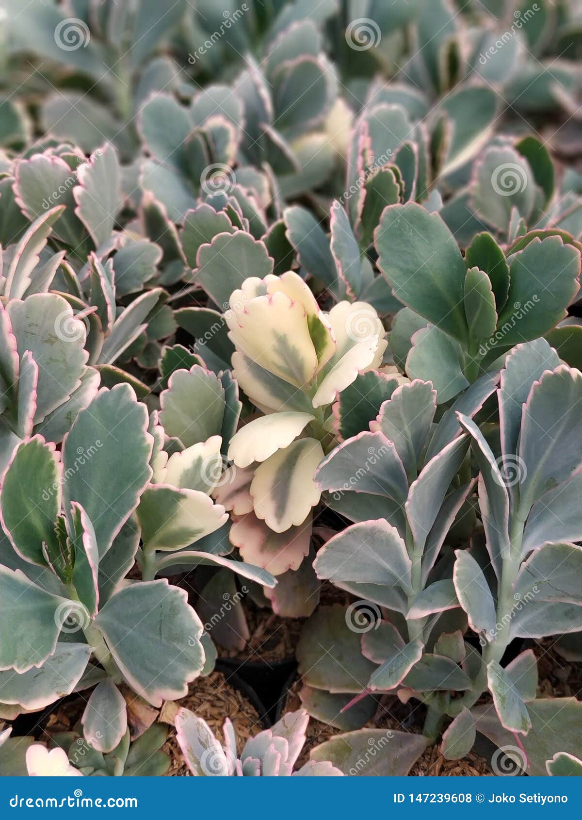 Plants Mutation Stock Photos - Download 58 Royalty Free Photos