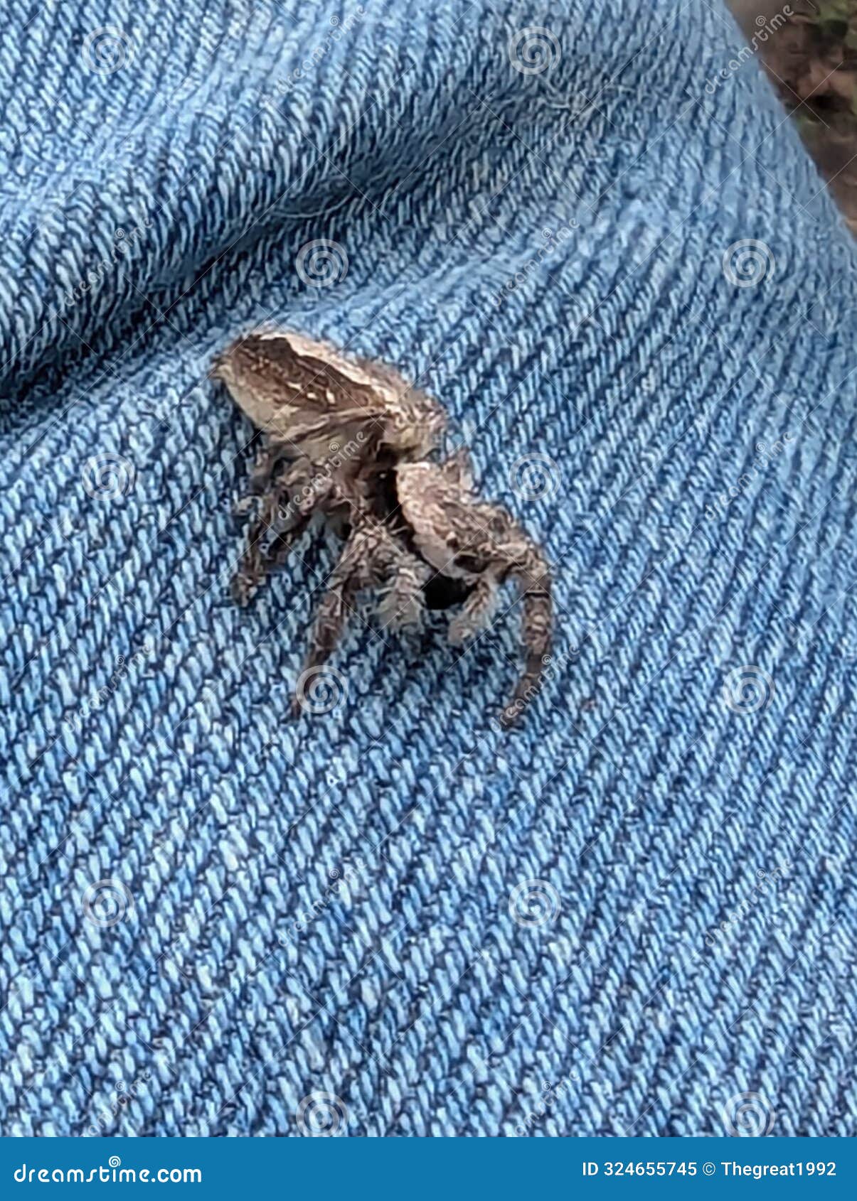 Spiders, One Of The Favorite Foods Of Cambodians Royalty-Free Stock ...