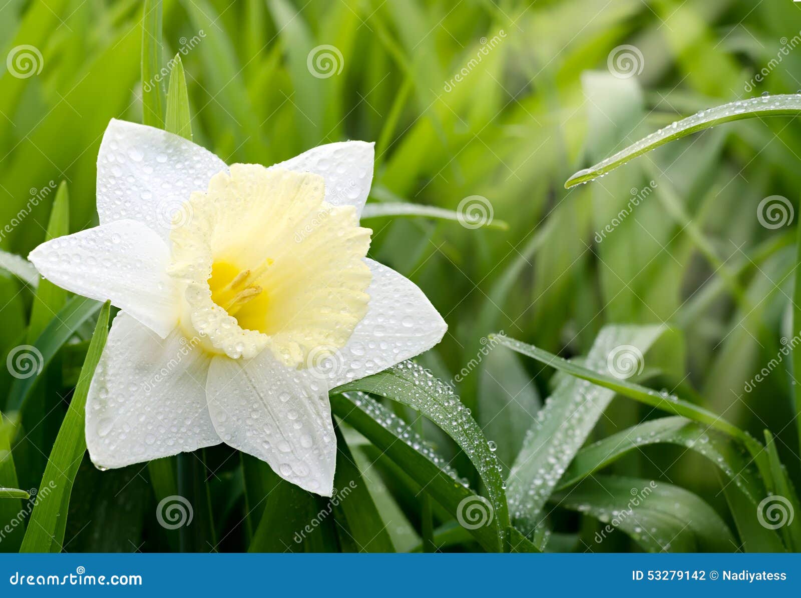One narcissus stock photo. Image of garden, floral, leaf - 53279142