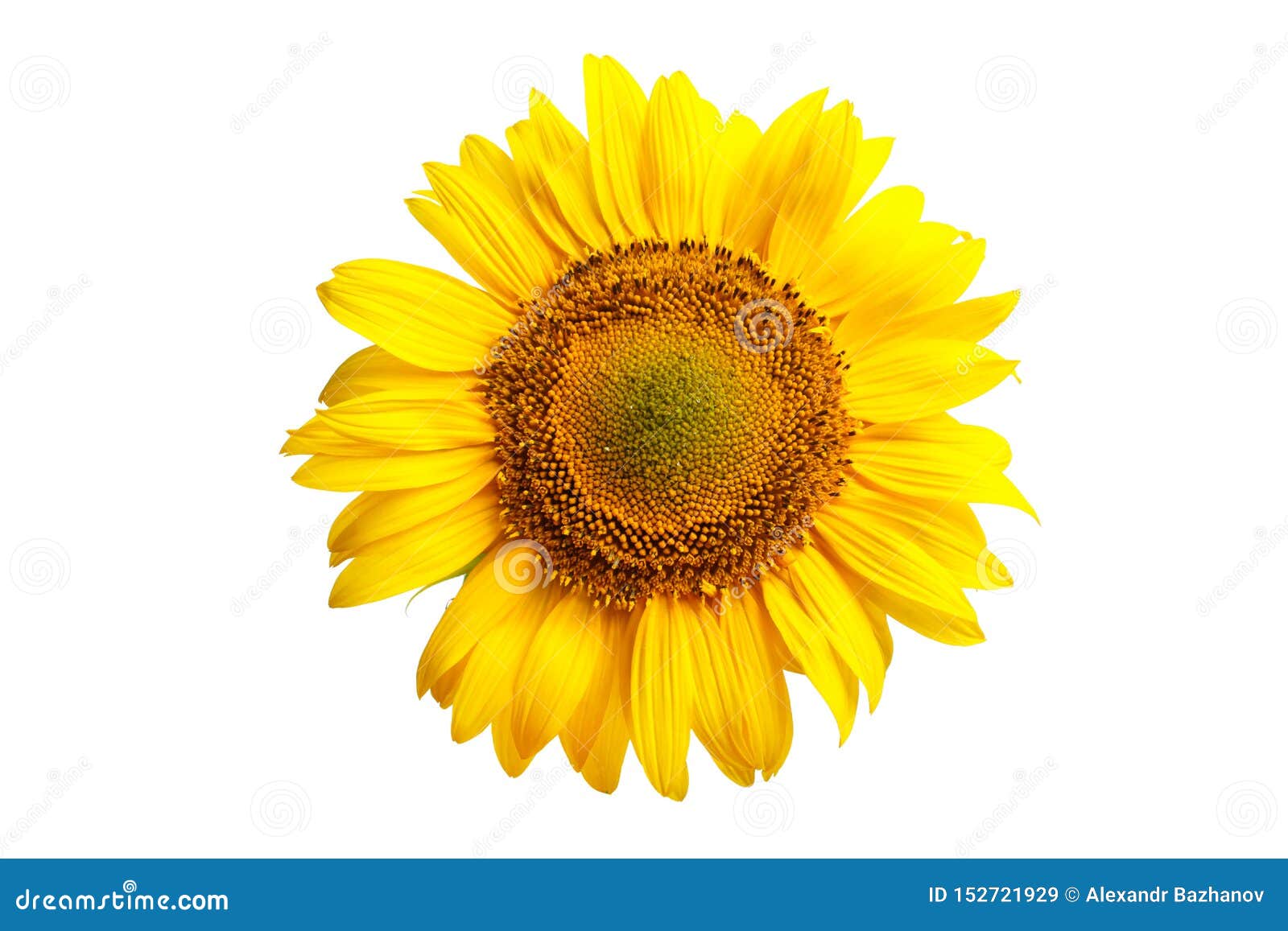 One Natural Beautiful Sunflower Stock Image - Image of decoration ...