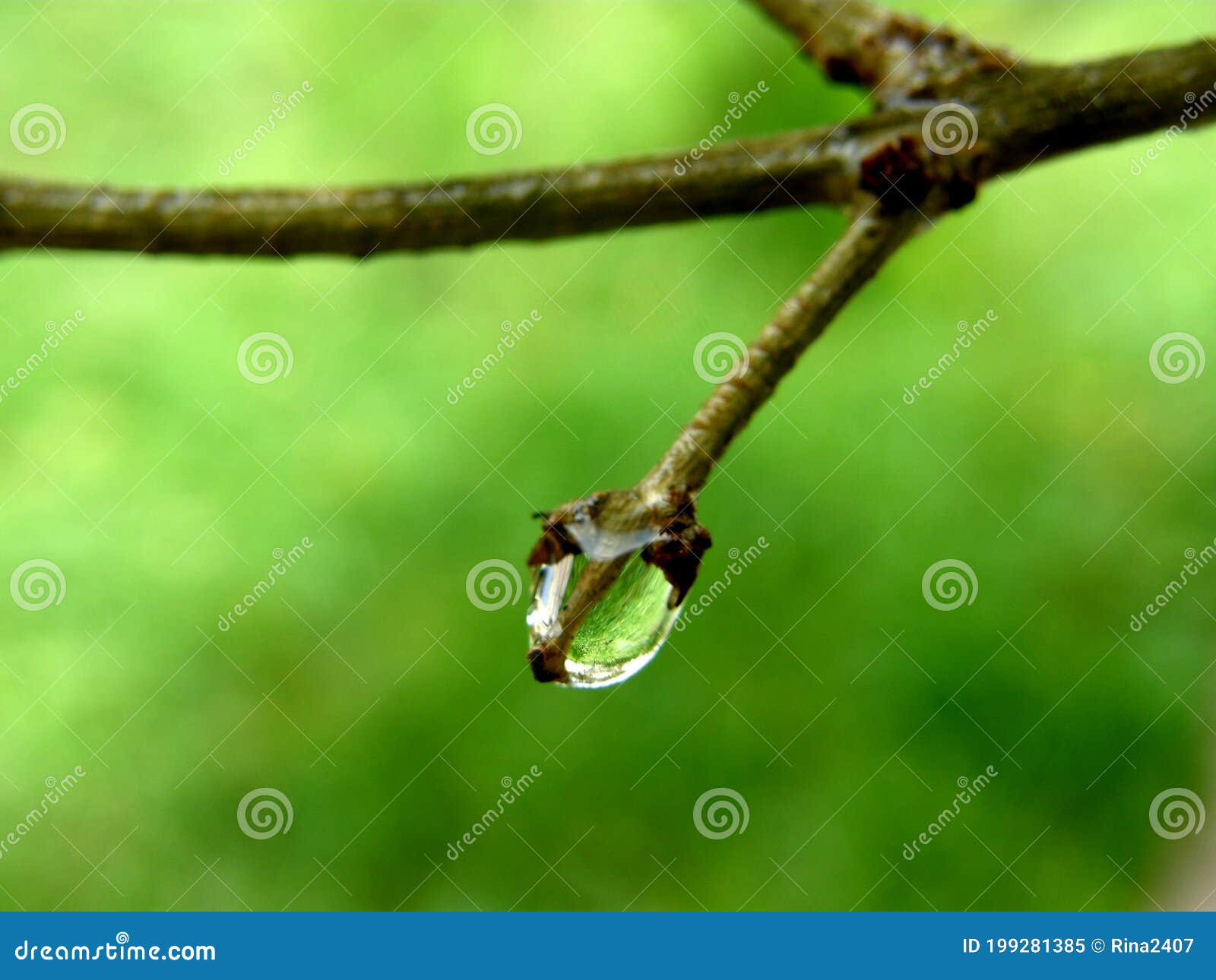 One natural drop . stock image. Image of natural, fresh - 199281385