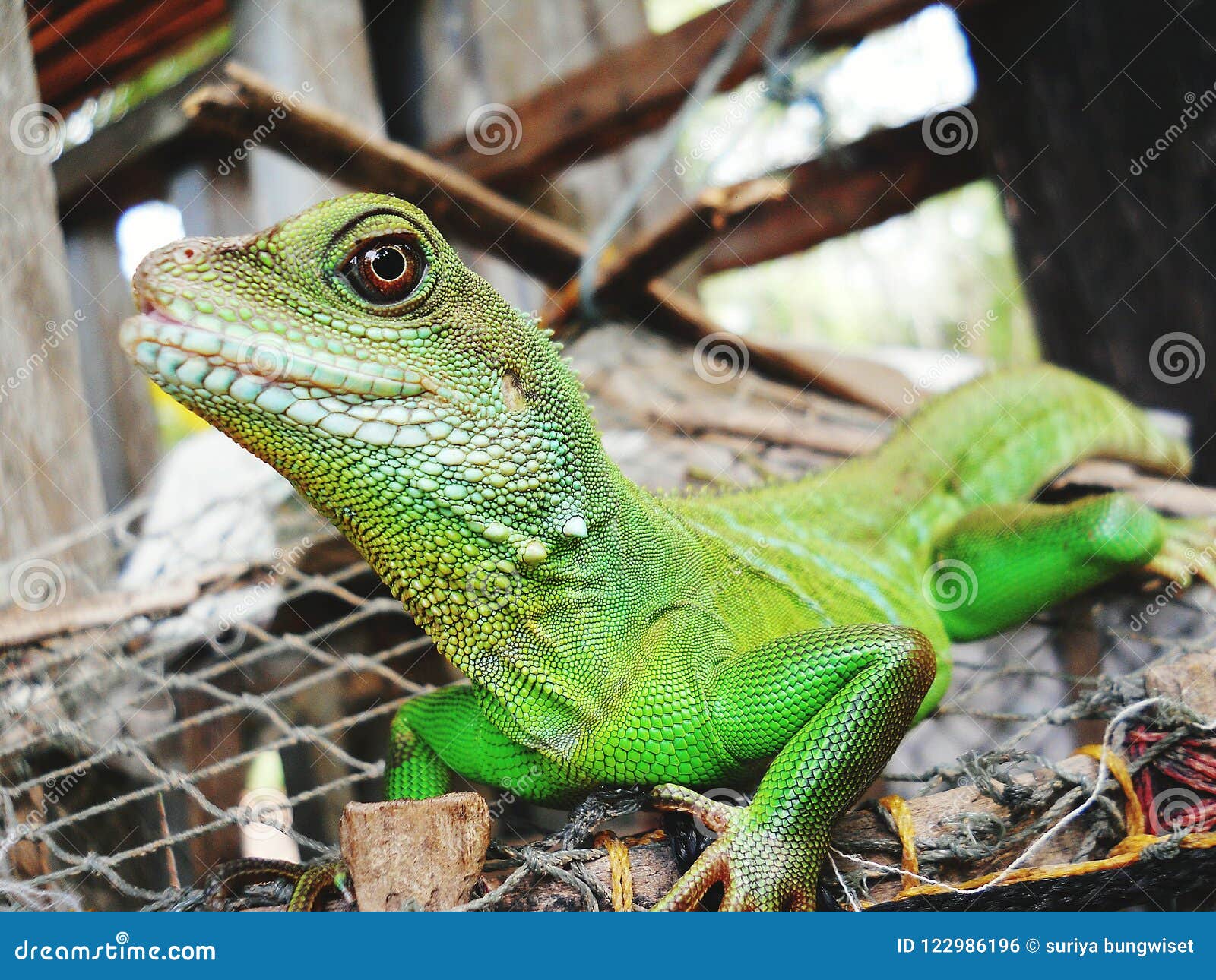 Annimal Stock Photos - Download 254 Royalty Free Photos