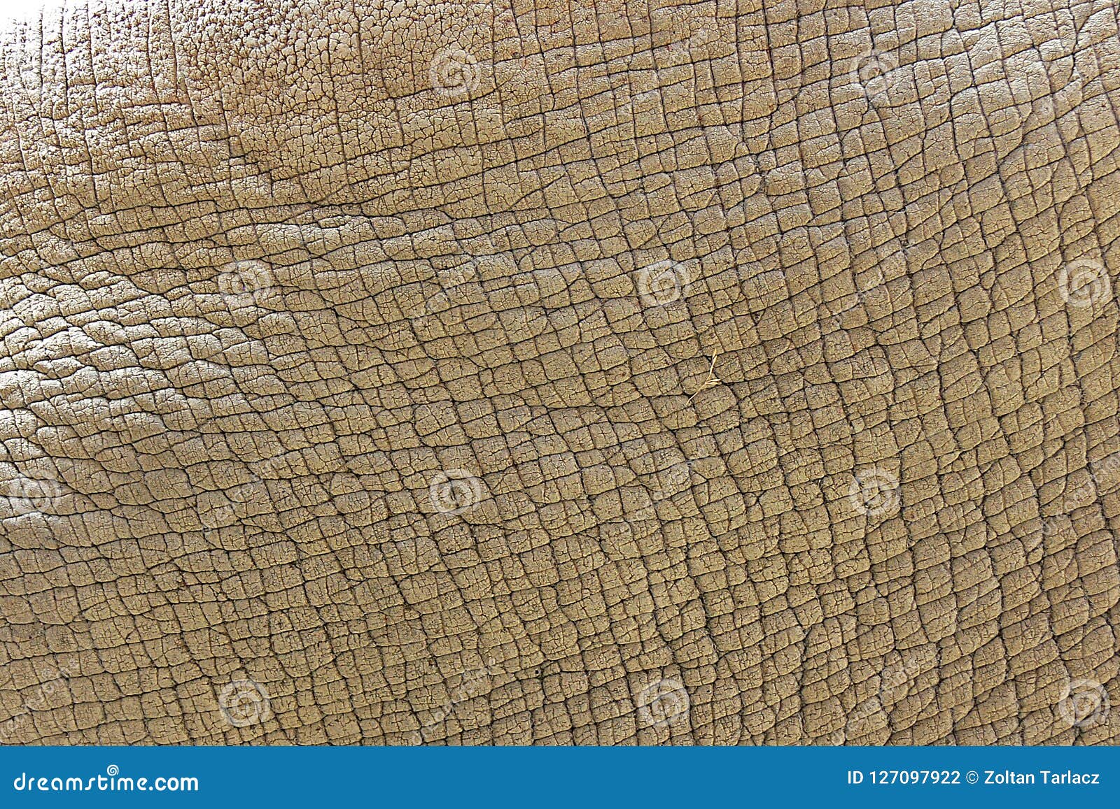 Skin Texture of a Real Elephant Stock Photo - Image of october ...