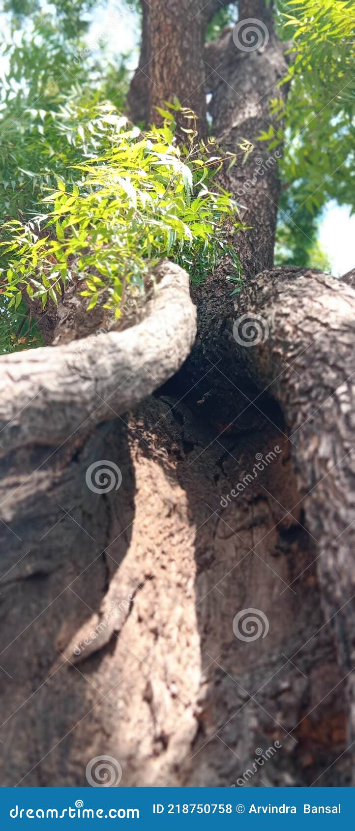 One Neem Tree and Green Leaf in Village Stock Photo - Image of village ...