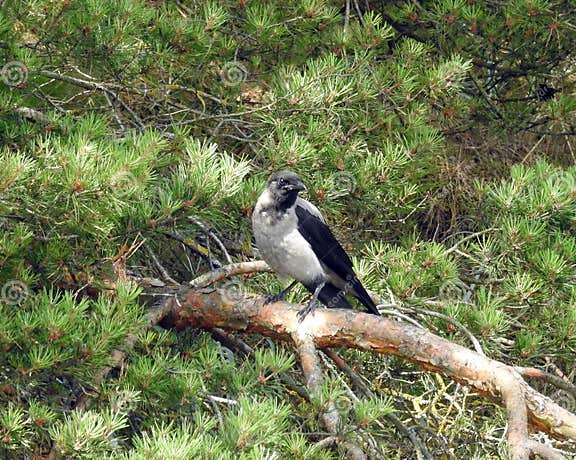 Beautiful Crow Bird on Tree Branch , Lithuania Stock Image - Image of ...