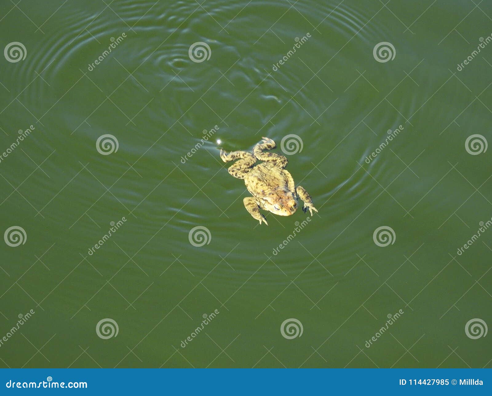 Beautiful Frog Swim in Water, Lithuania Stock Image - Image of yellow ...