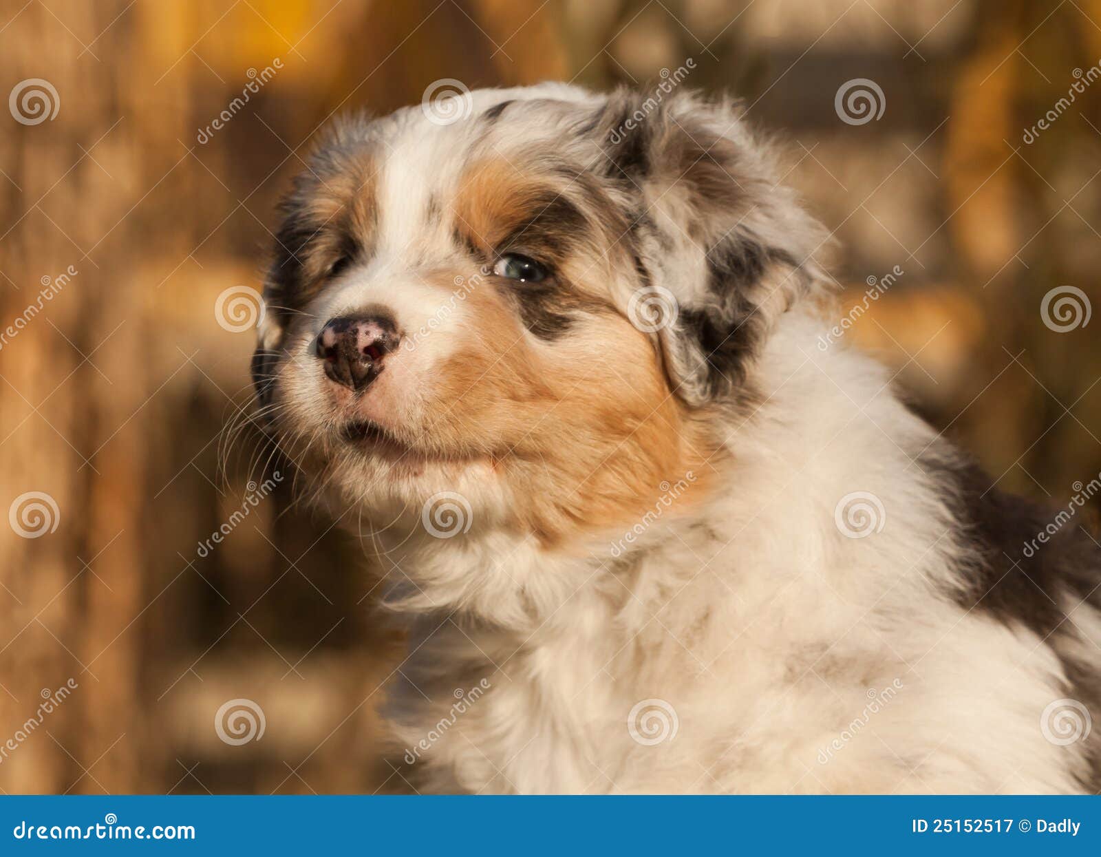 One nice puppy stock image. Image of pose, green, small - 25152517