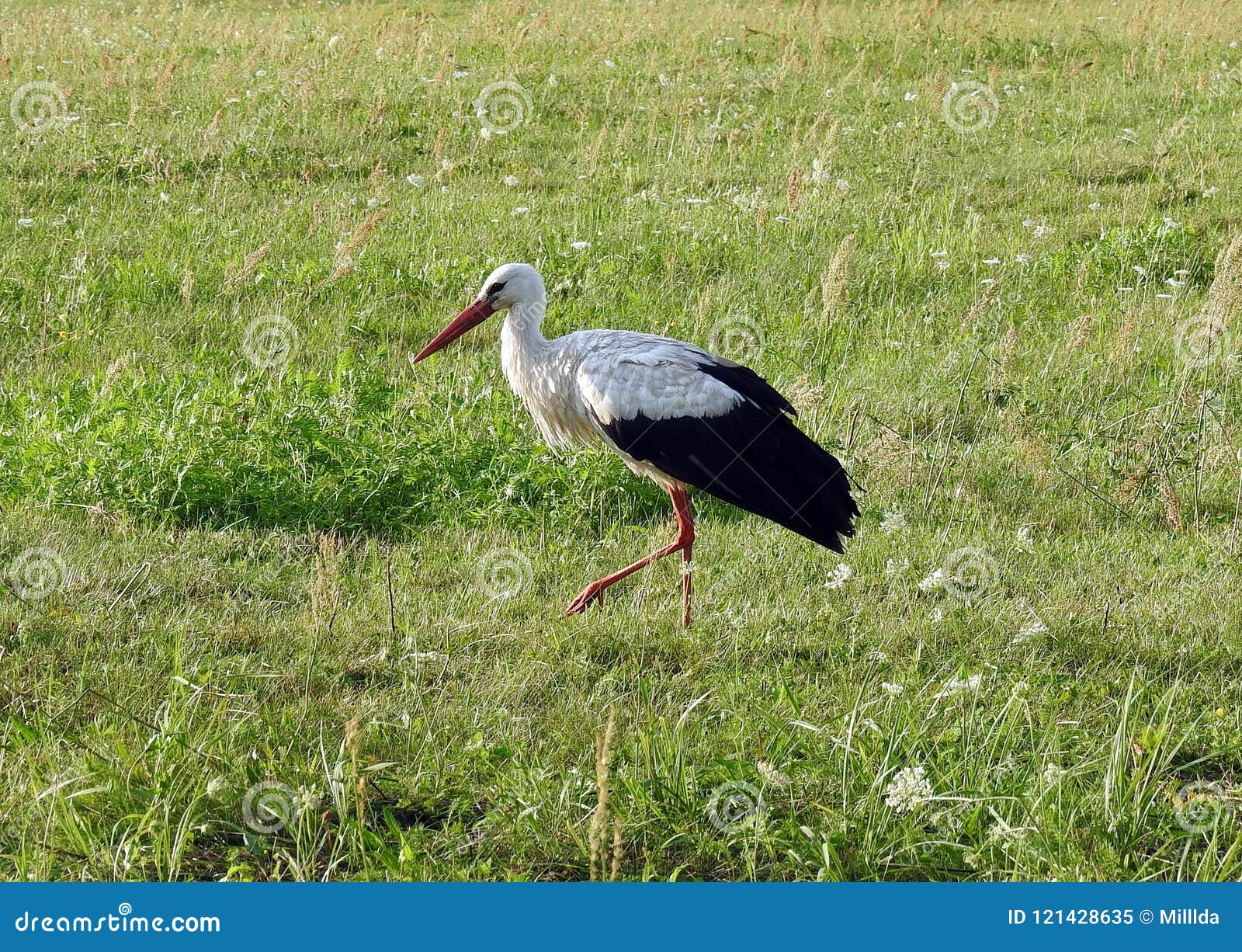 Beautiful Stork Bird Walking on Grass, Lithuania Stock Image - Image of ...