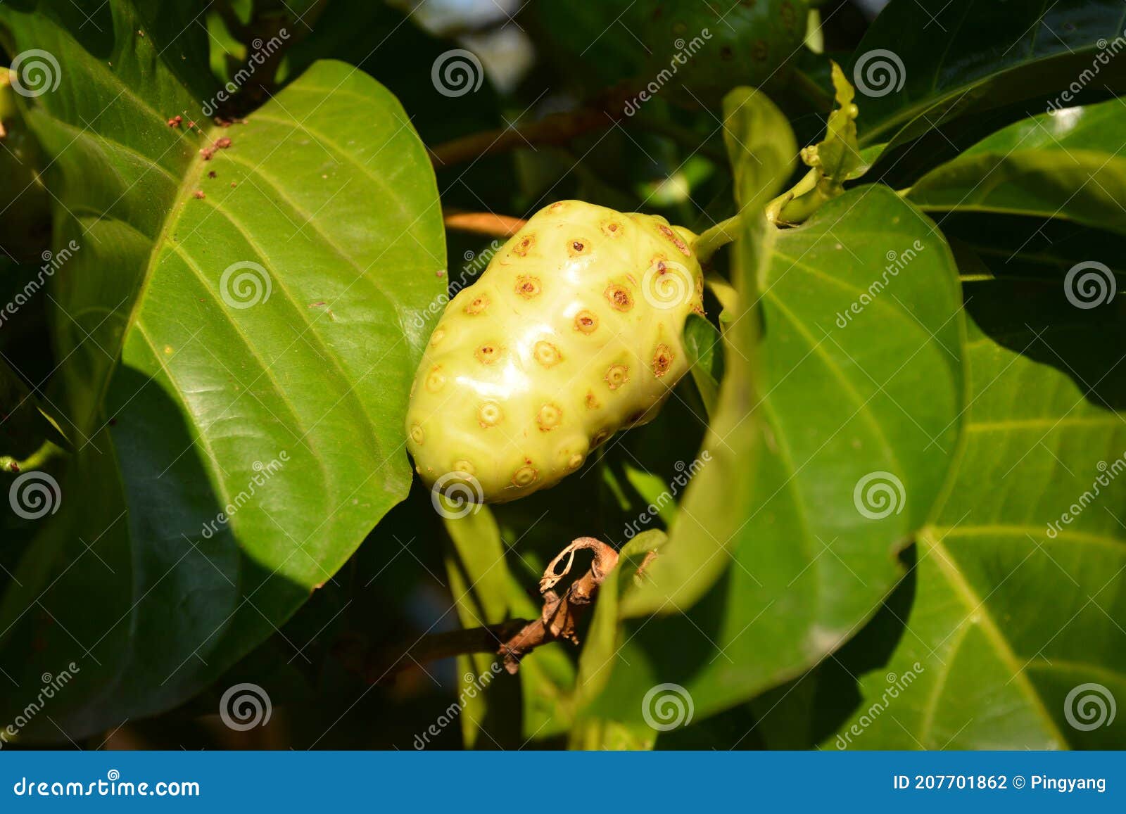 One Noni Fruit Hang on the Branch in Sunny Day Stock Photo - Image of ...