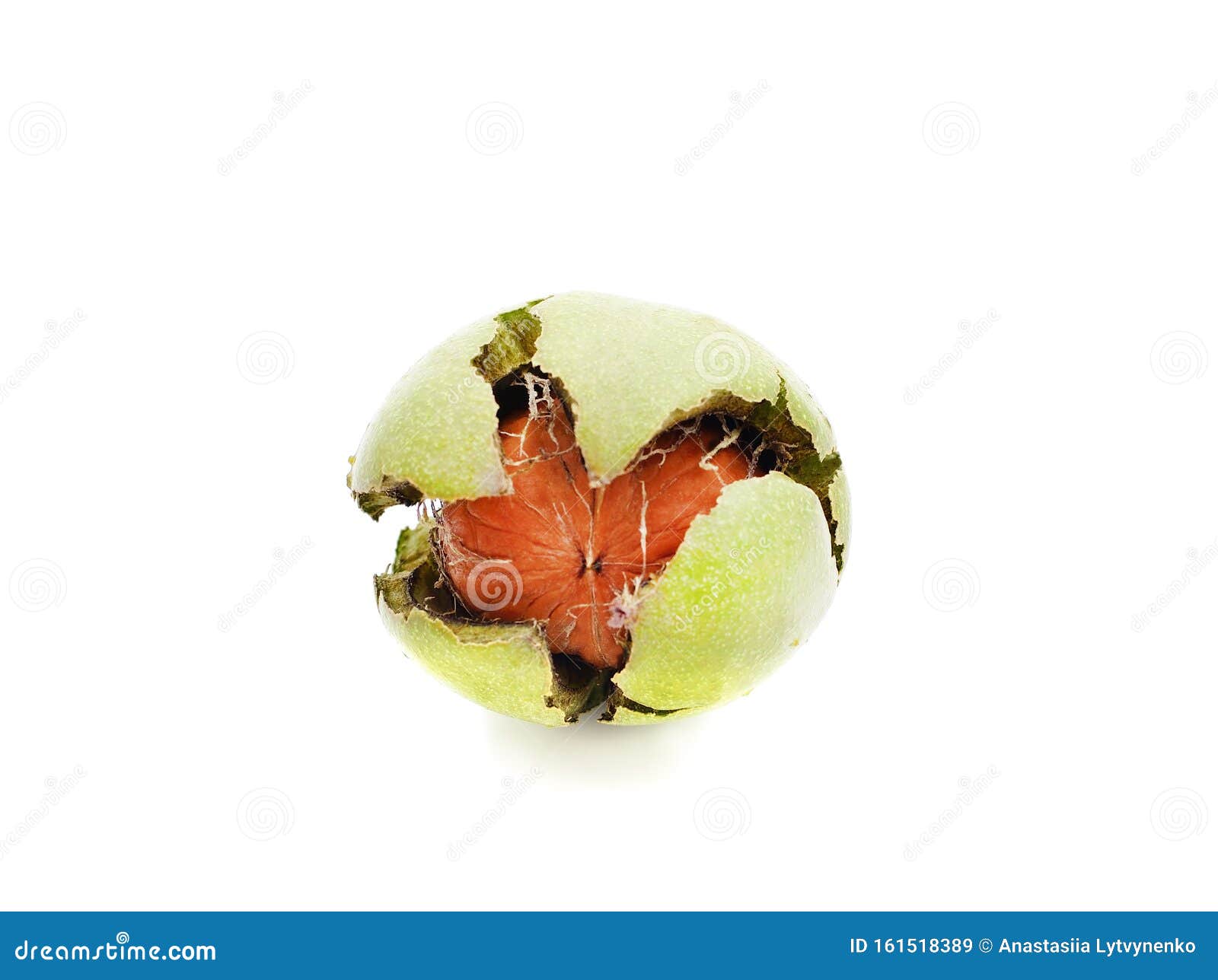 One nut in the shell stock image. Image of open, dried - 161518389