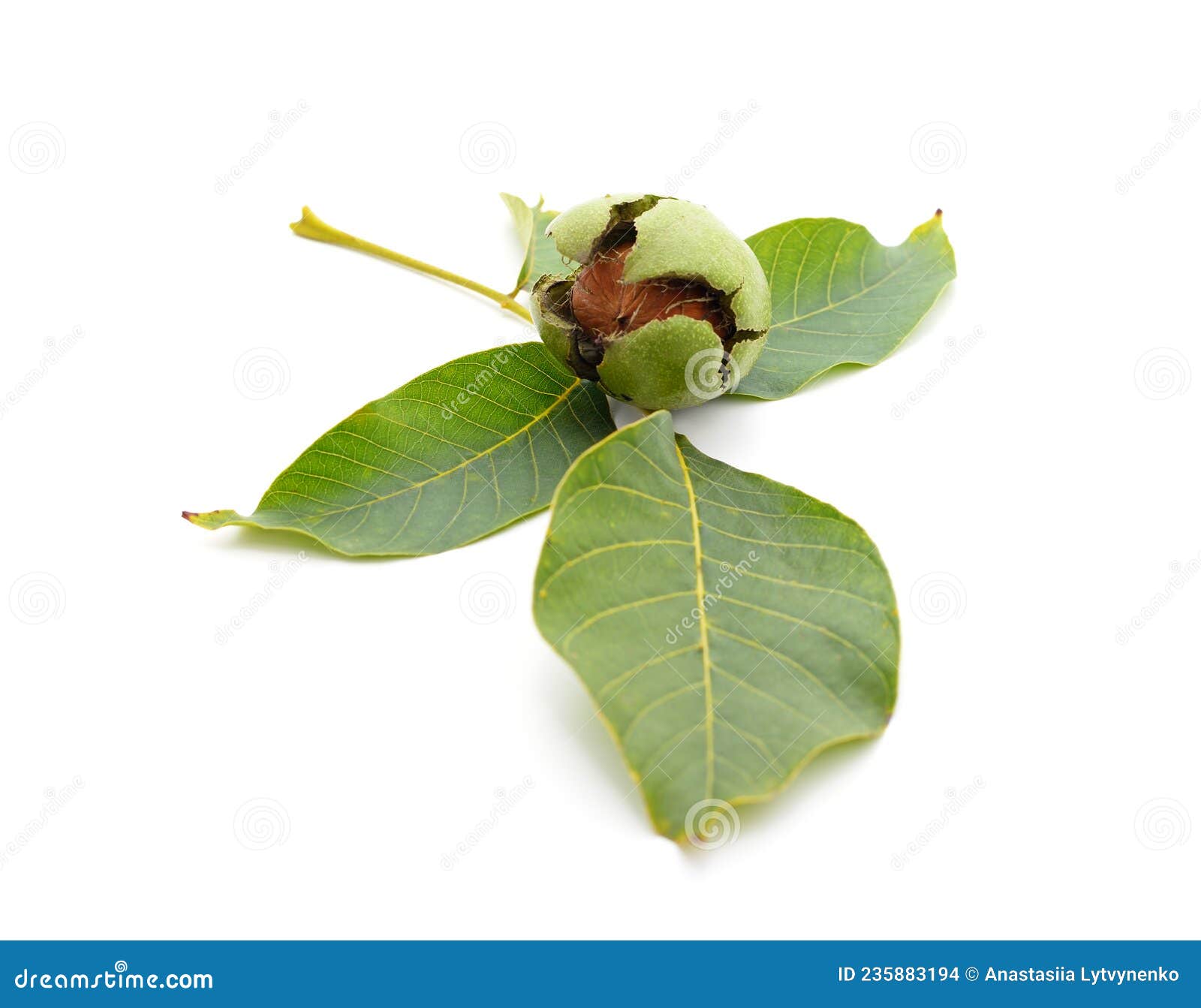 One Nut in the Shell with Leaves Stock Photo - Image of crust, autumn ...