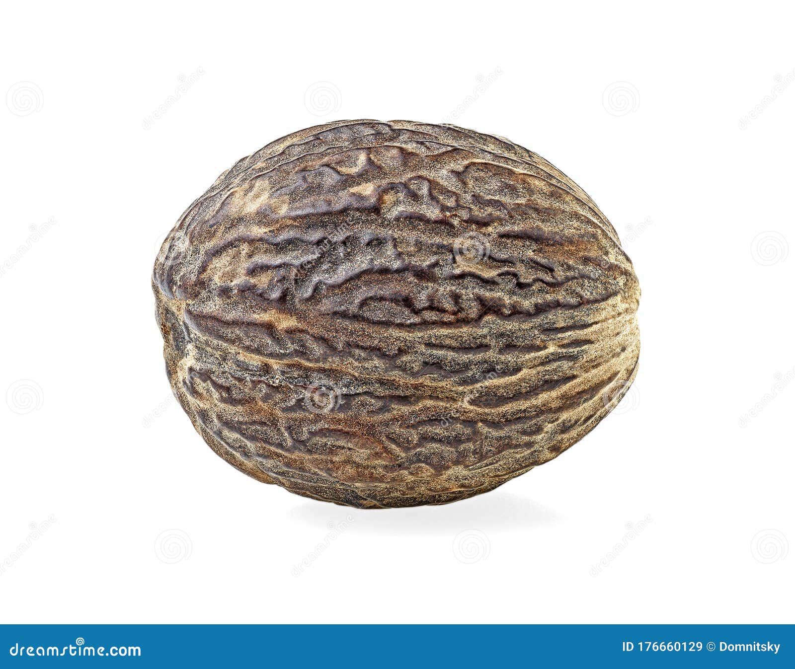 One Nutmeg Isolated on a White Background Stock Image - Image of spicy ...