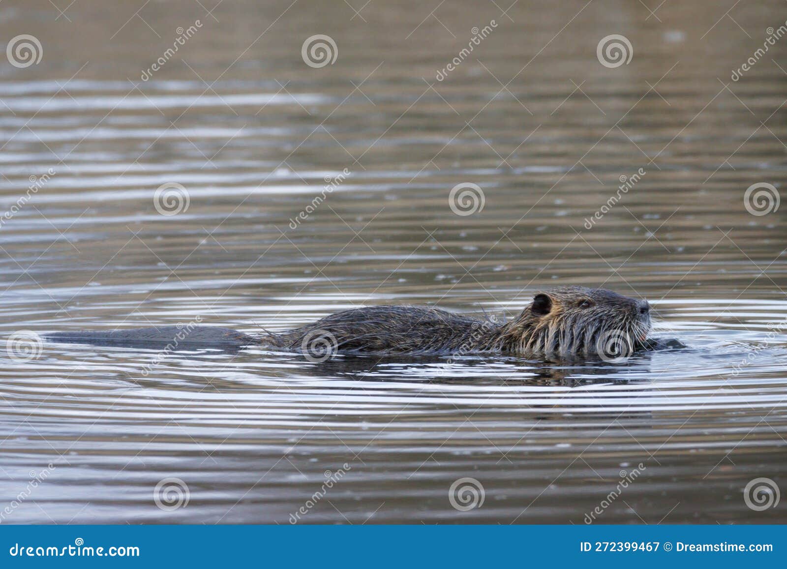 One Nutria Swims on the Surface of a Lake and Eats Stock Image - Image ...