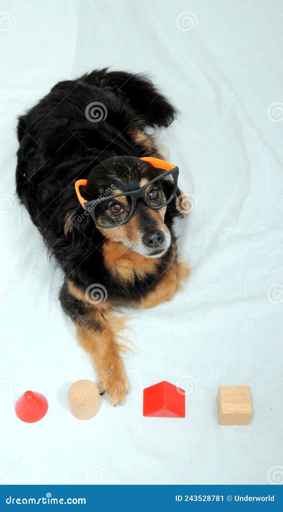Dog IQ Test stock image. Image of complete, closeup - 243528781