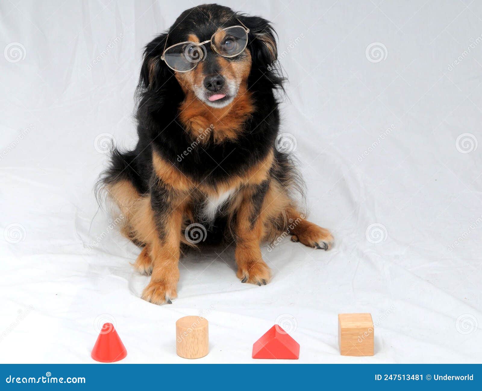 Dog IQ Test stock image. Image of exam, disassemble - 247513481