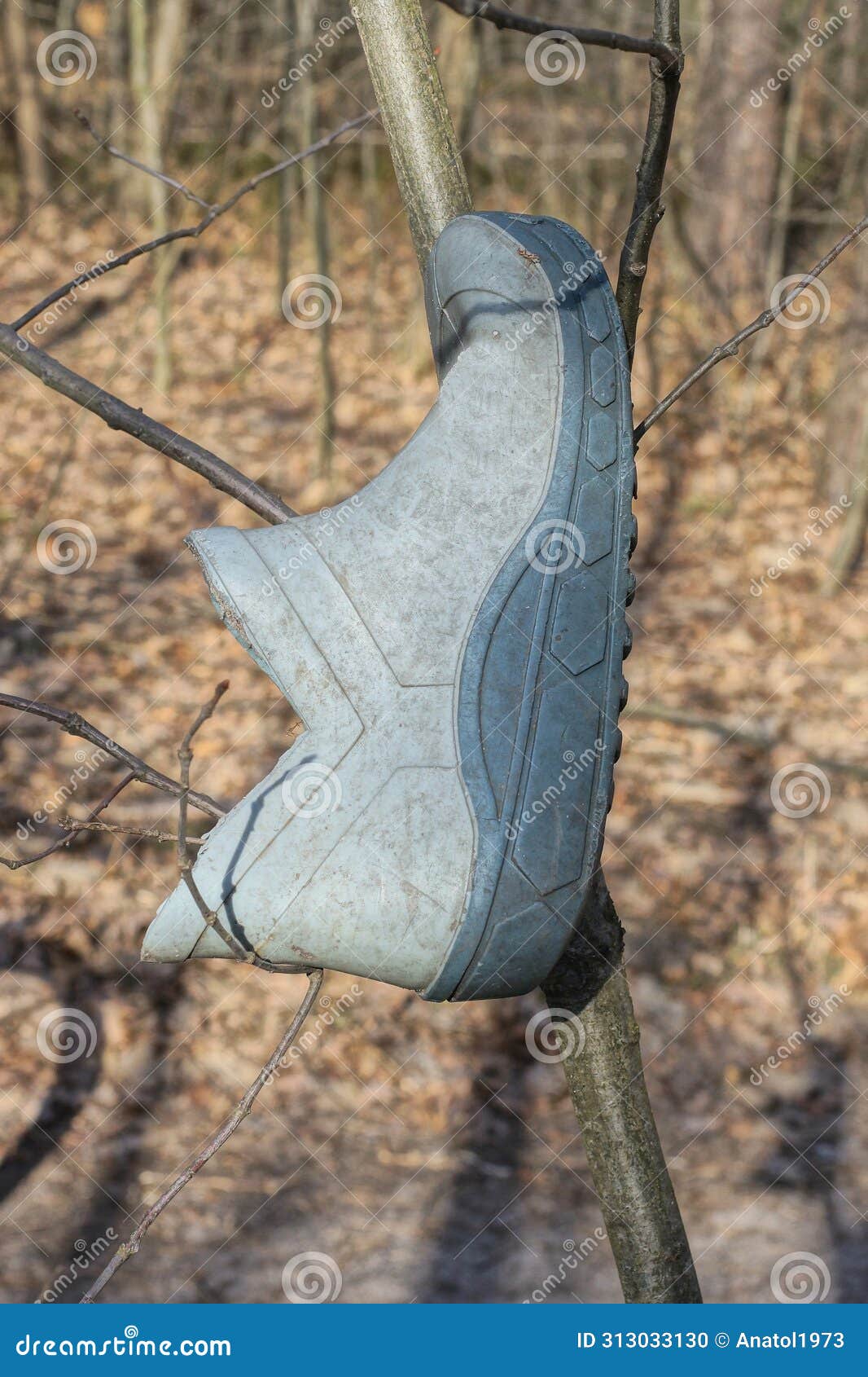 One Old Gray Rubber Boot Hanging on a Tree Branch Stock Photo - Image ...