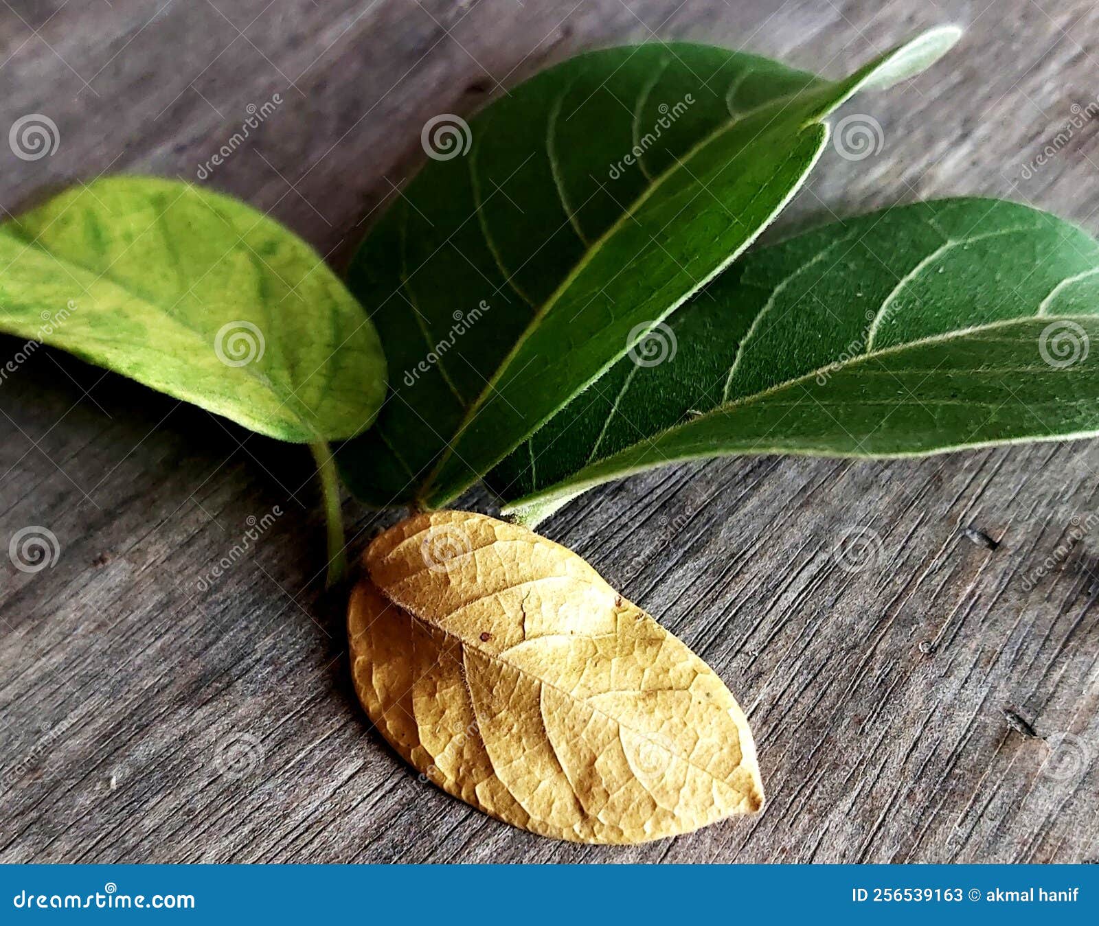 One Old Leaf among 3 Leaves Stock Image - Image of leaf, green: 256539163