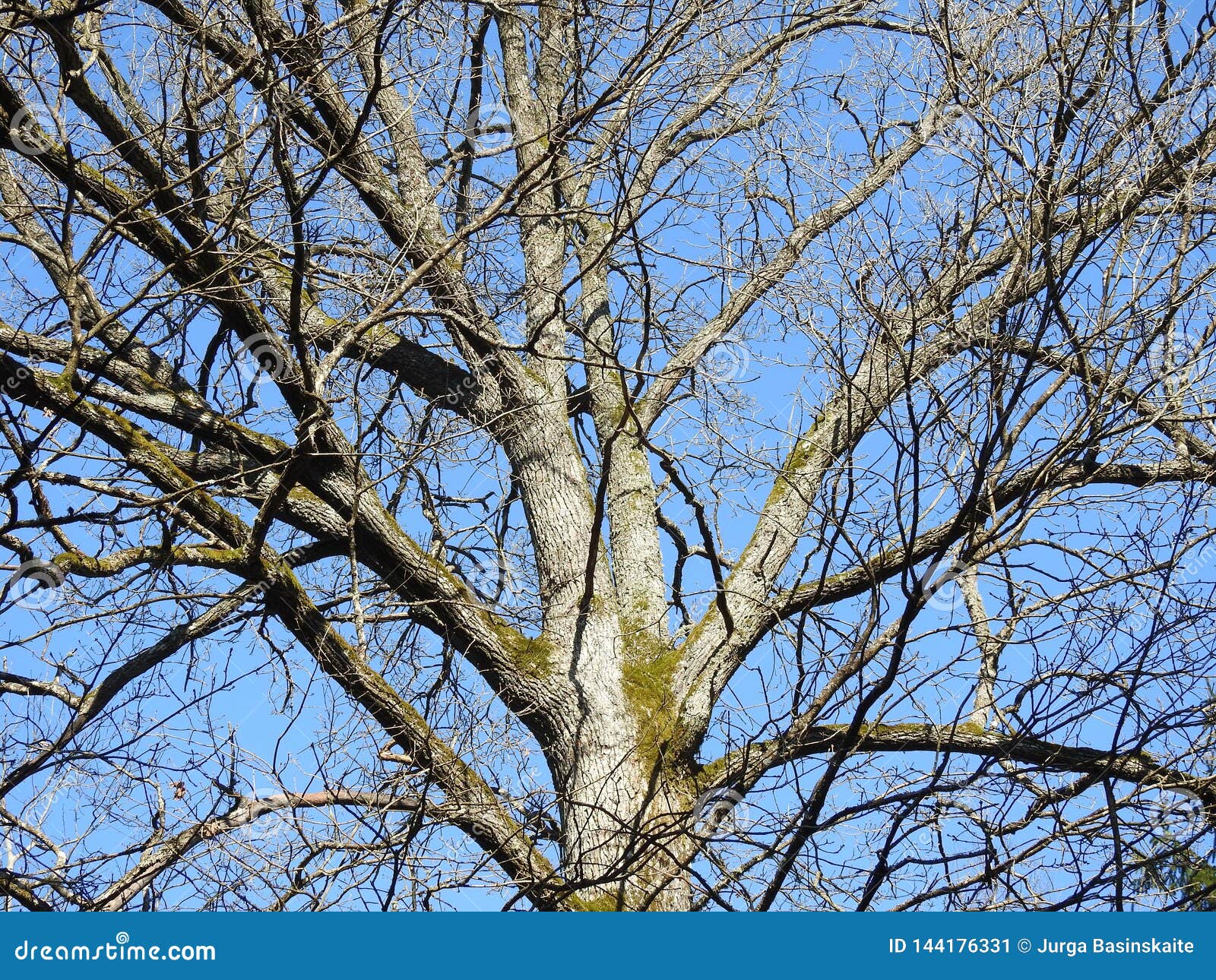 Beautiful Oak Tree in Spring, Lithuania Stock Image - Image of tree ...