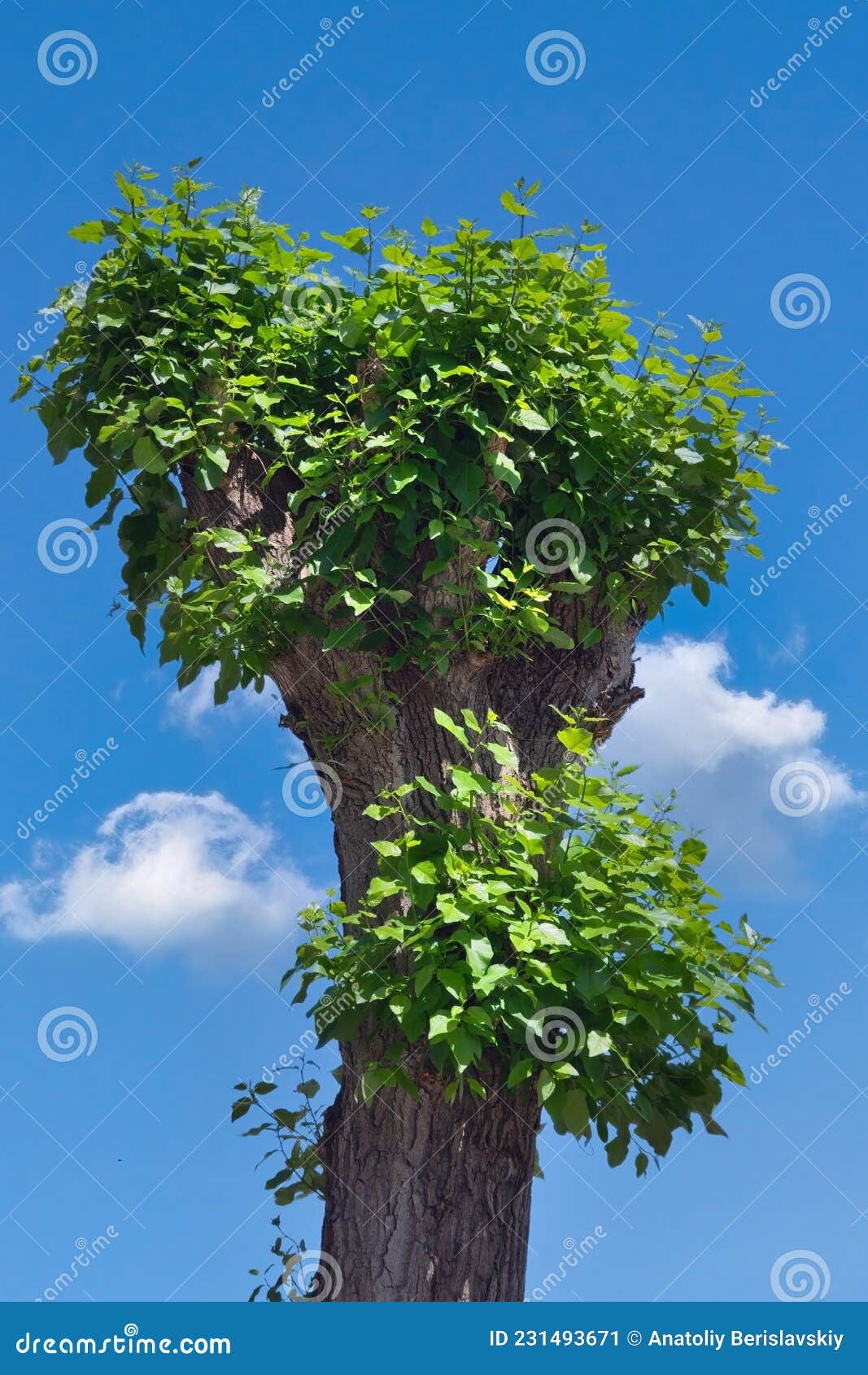 Crown of Old Poplar after Pruning. One Old Poplar Tree after Total ...